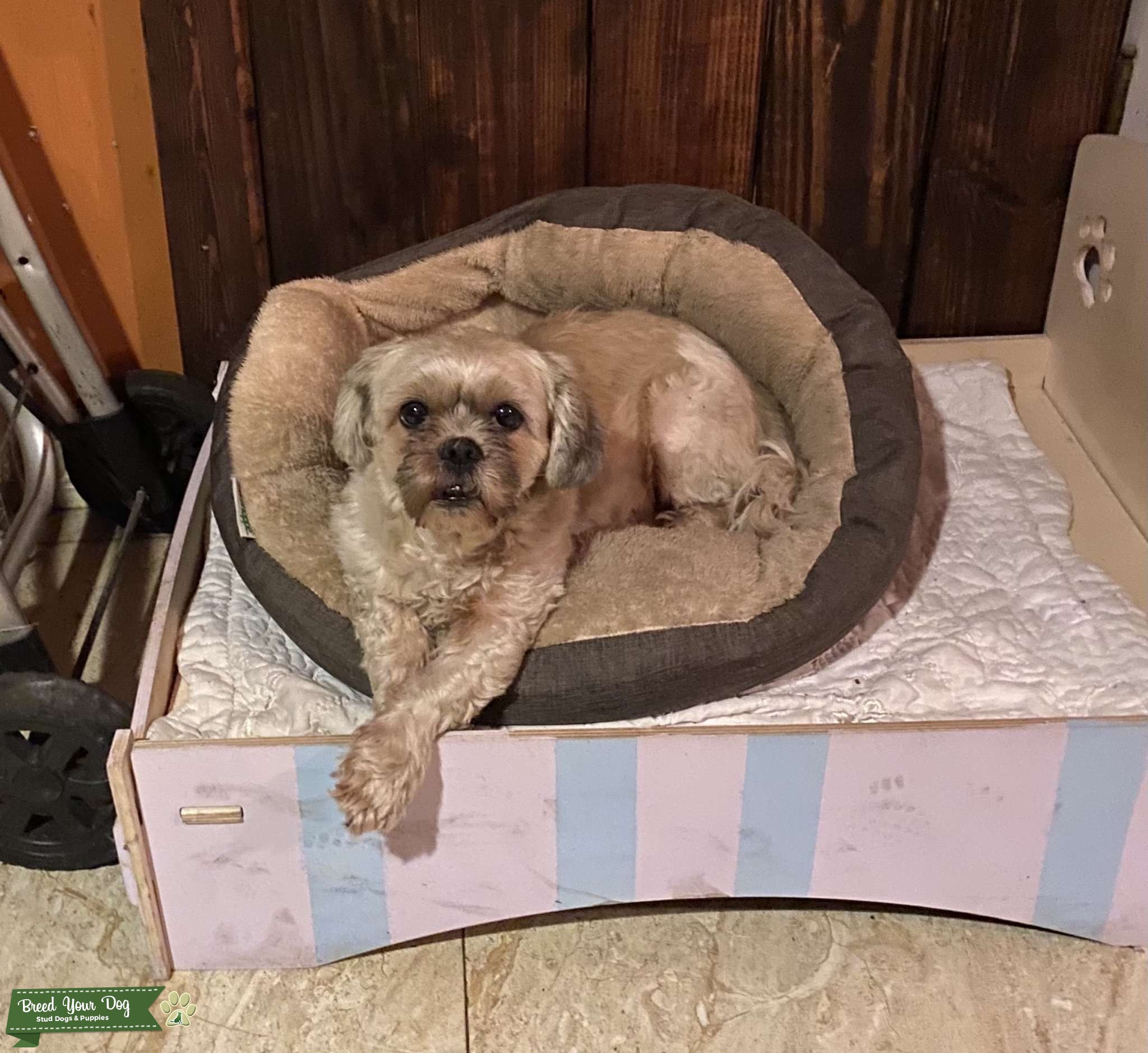 Female ready to mate - Stud Dog in Brooklyn New York , the United ...