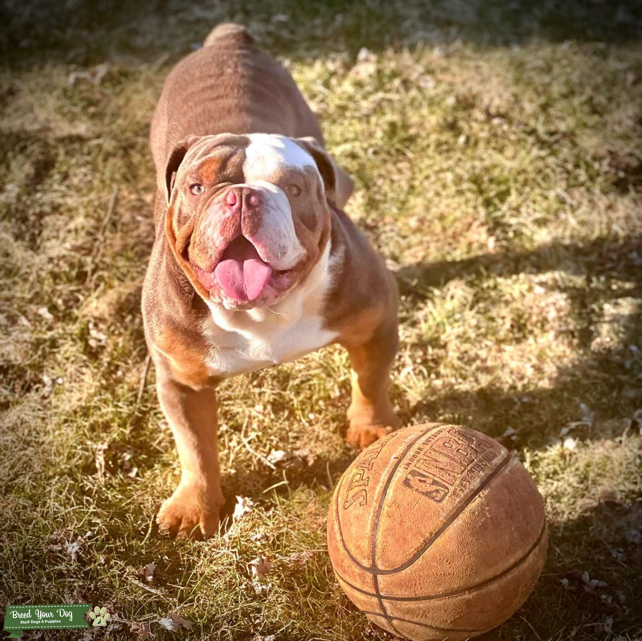 Lilac Tri English Bulldog - Stud Dog in Indiana , United States | Breed ...