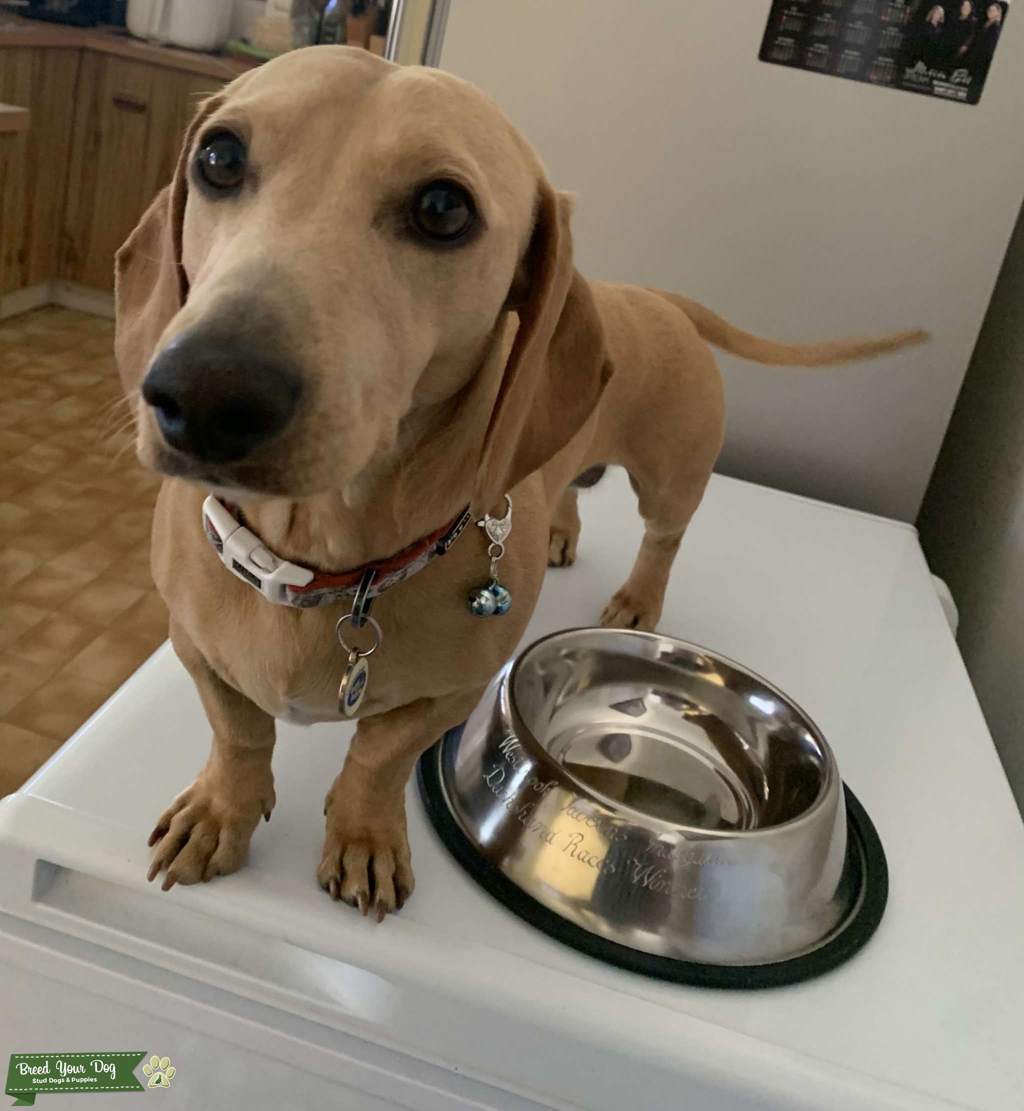 Miniature Dachshund Stud Dog - Stud Dog in Darling downs , Australia ...