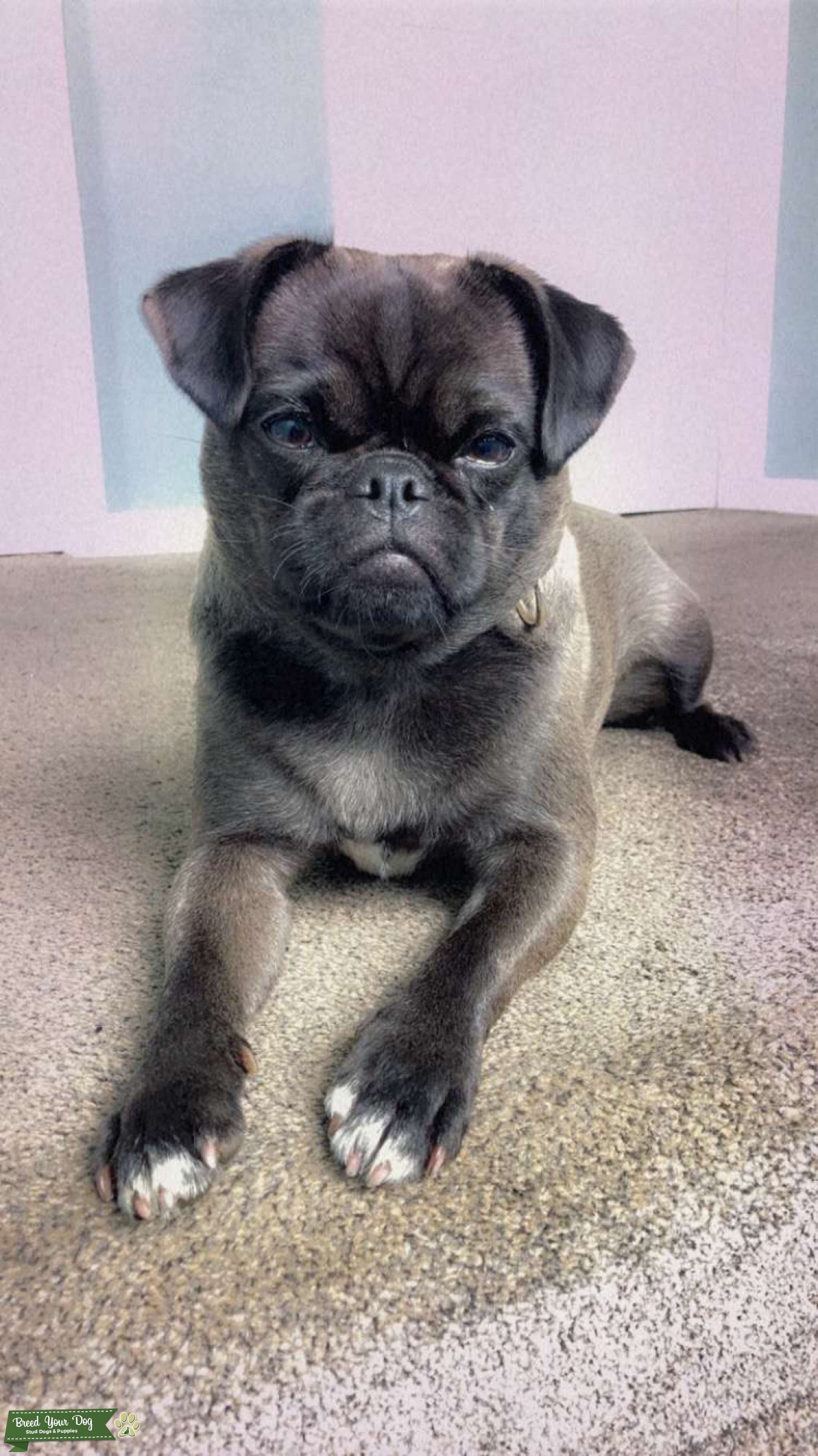 Our Gorgeous grey puggle - Stud Dog in Worcestershire , the United ...