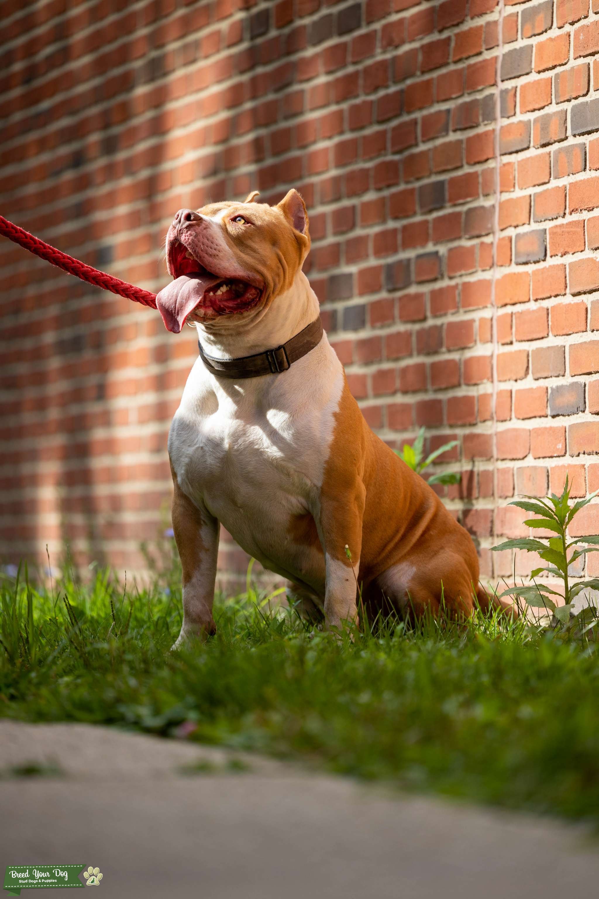 ABKC American Bully XL - Stud Dog in North Eastern , the United States ...