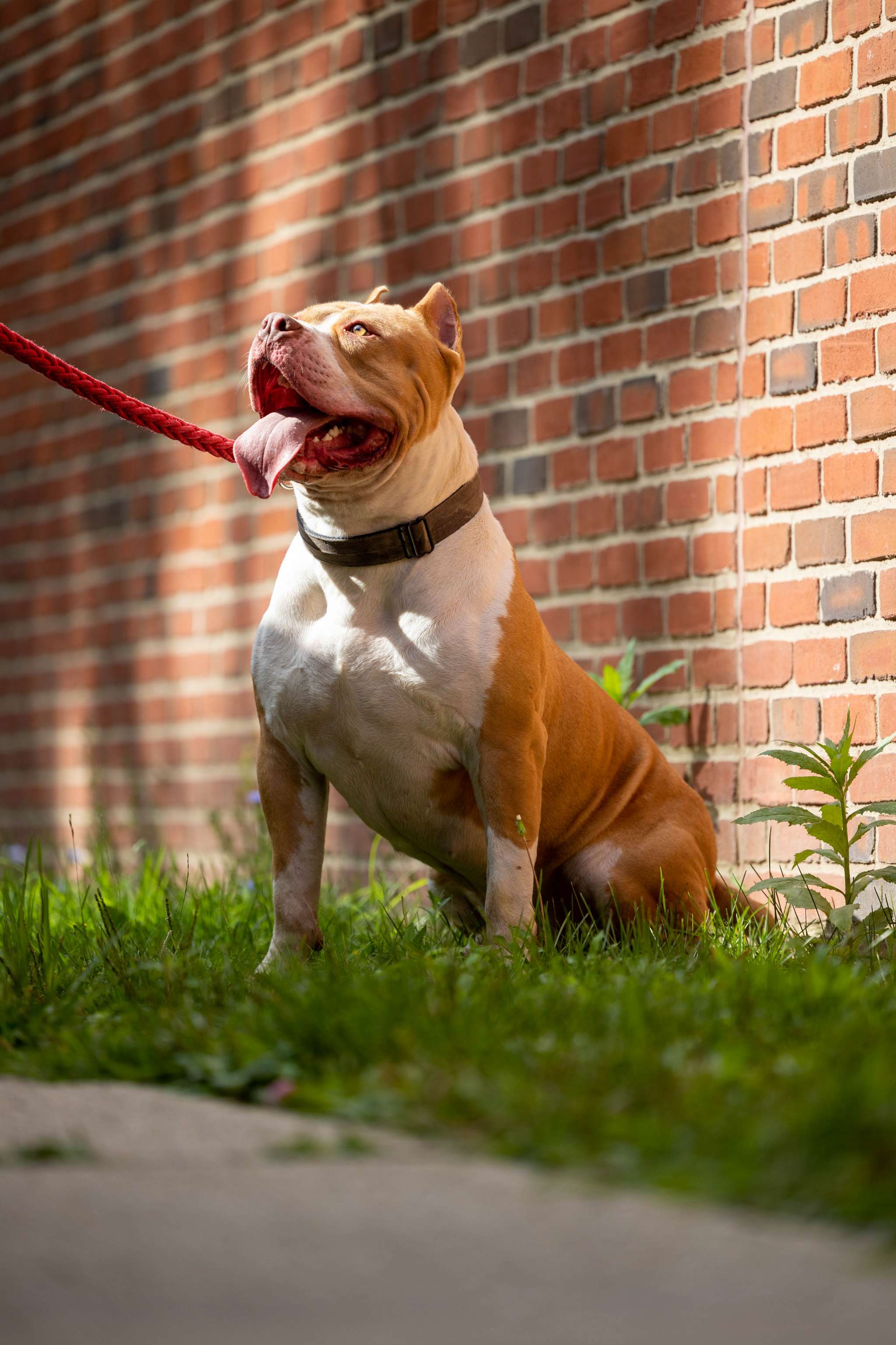ABKC American Bully XL - Stud Dog in North Eastern , United States ...