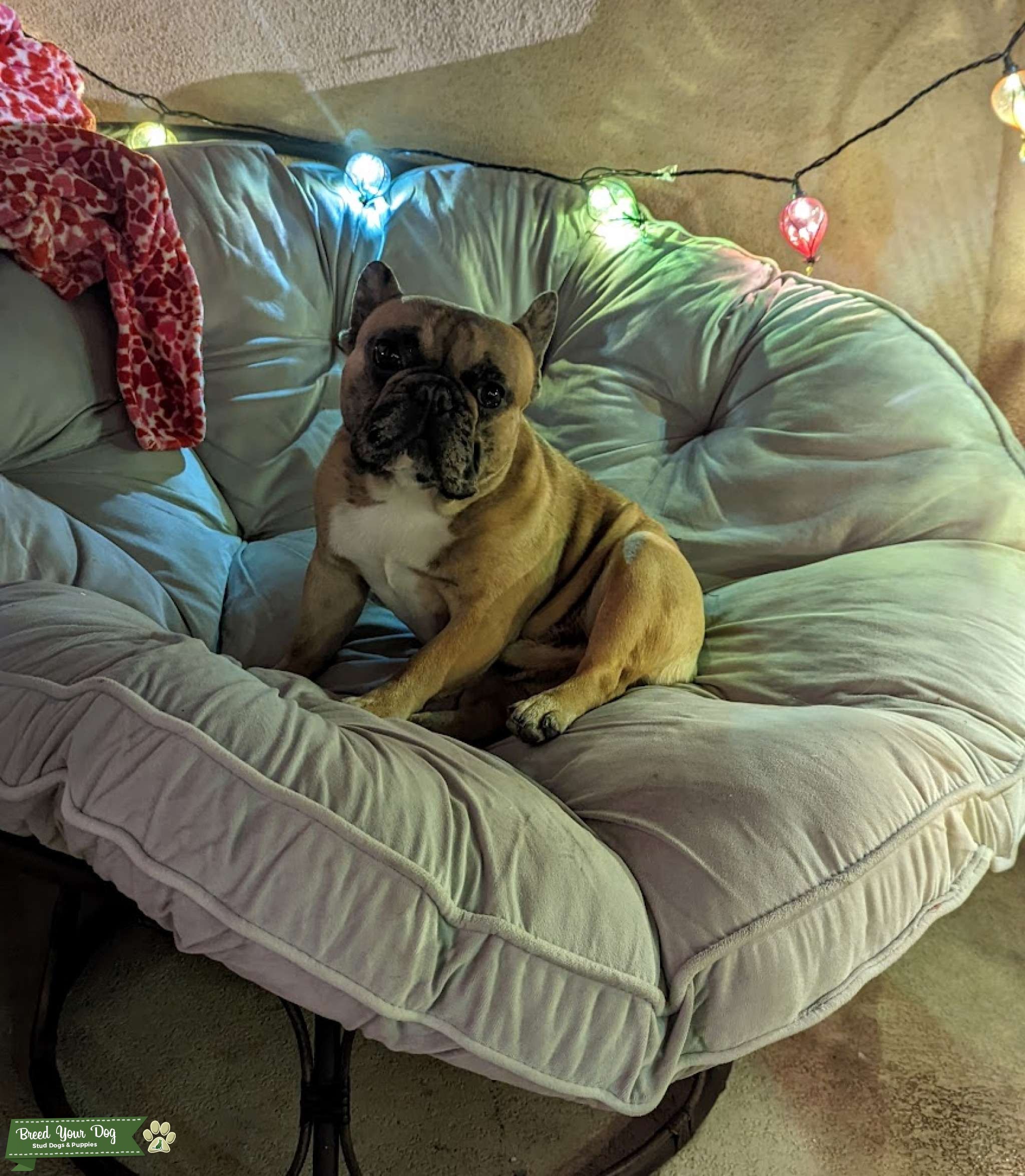 Red Fawn Merle French Bulldog - Stud Dog Temecula, CA - Breed Your Dog
