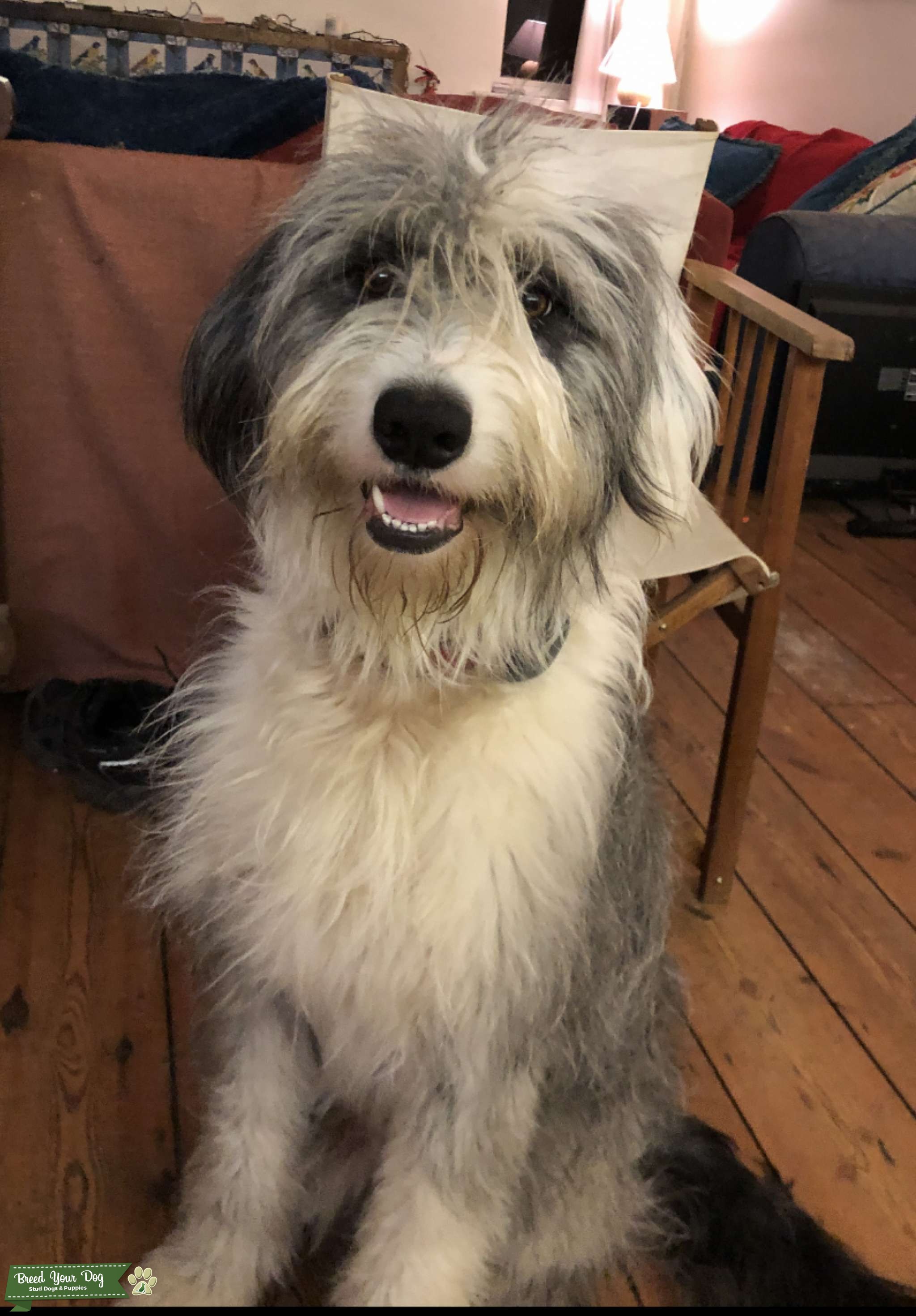 Old English Sheepdog x Border Collie stud - Stud Dog in London, the ...