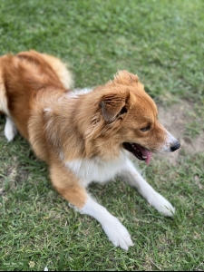 Border Collie Stud Dogs Available Now in Australia | Breed Your Dog