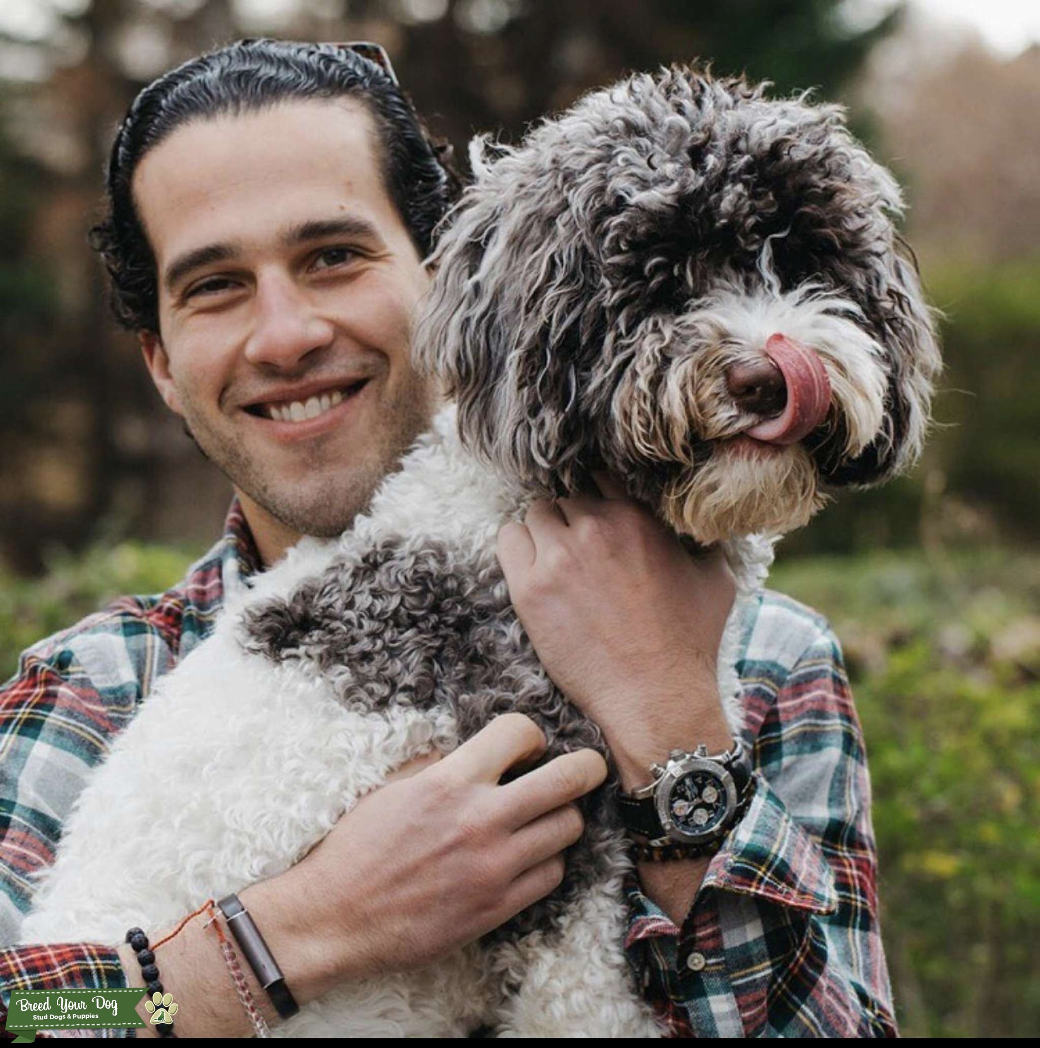 Australian Labradoodle - Parti - Stud Dog in NC, United States | Breed ...