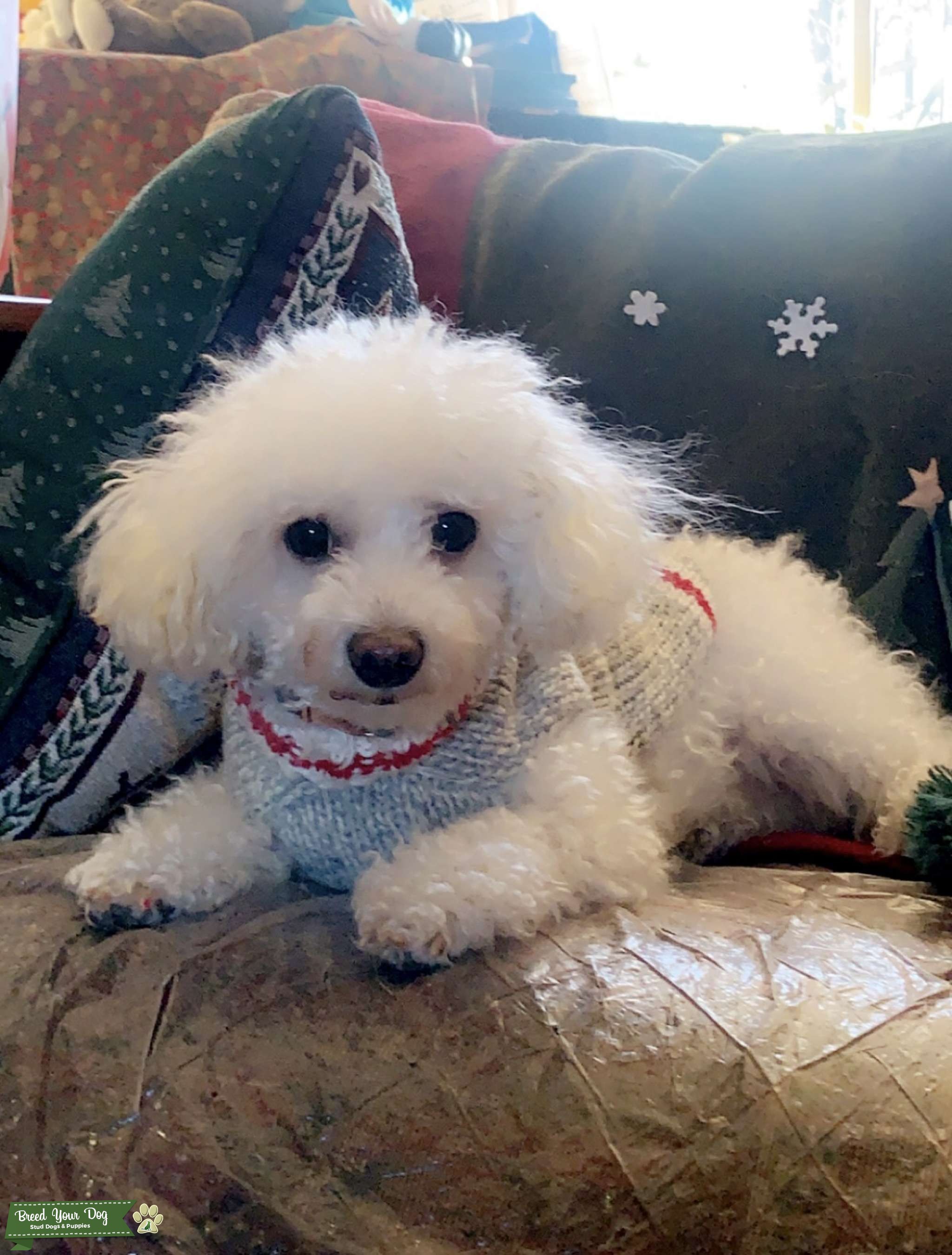 White Toy Poodle - Stud Dog in Illinois , United States | Breed Your Dog