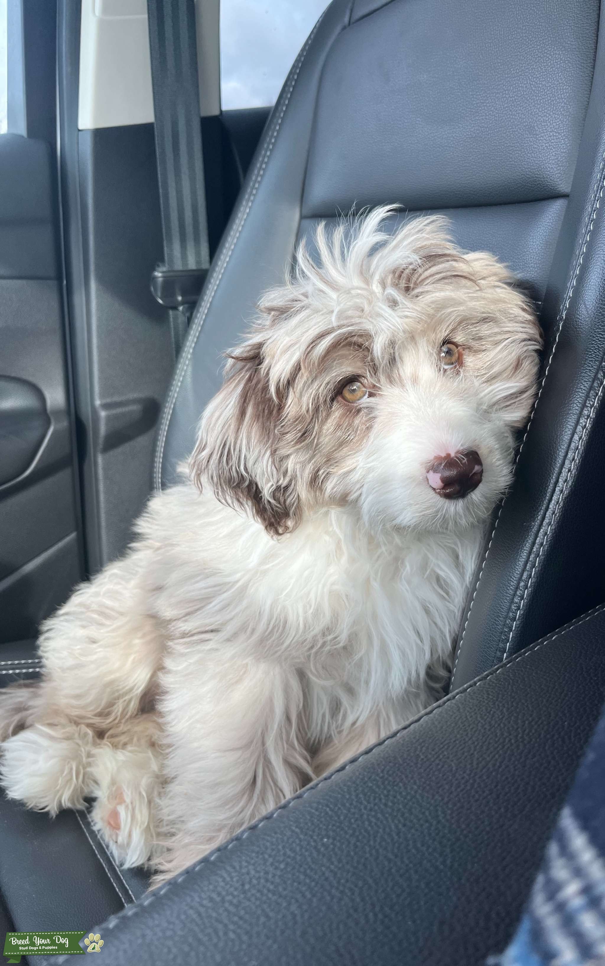 F1 Red Merle Aussiedoodle looking to breed with poodle - Stud Dog in ...