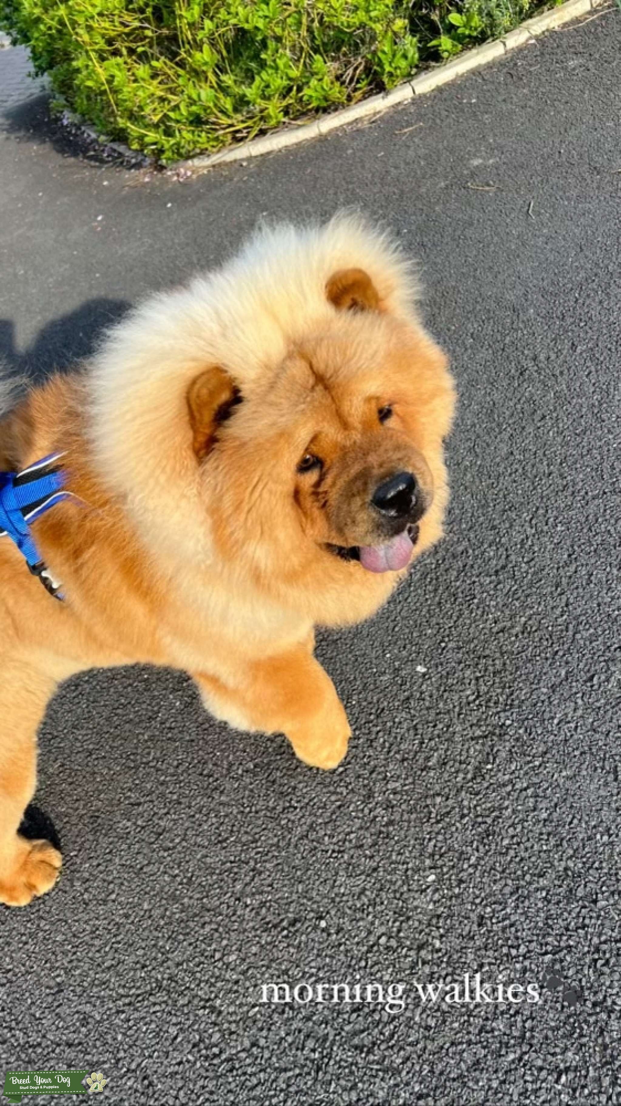 Stud dog - Stud Dog in Merseyside , the United States | Breed Your Dog