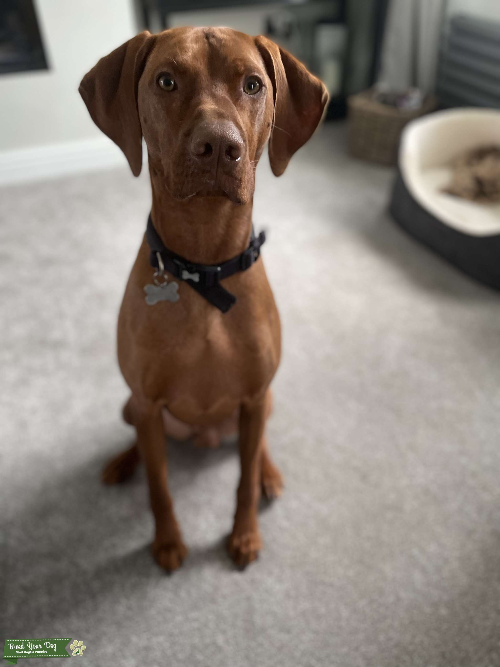 Hungarian Vizsla Stud dog - Stud Dog Lancashire - Breed Your Dog
