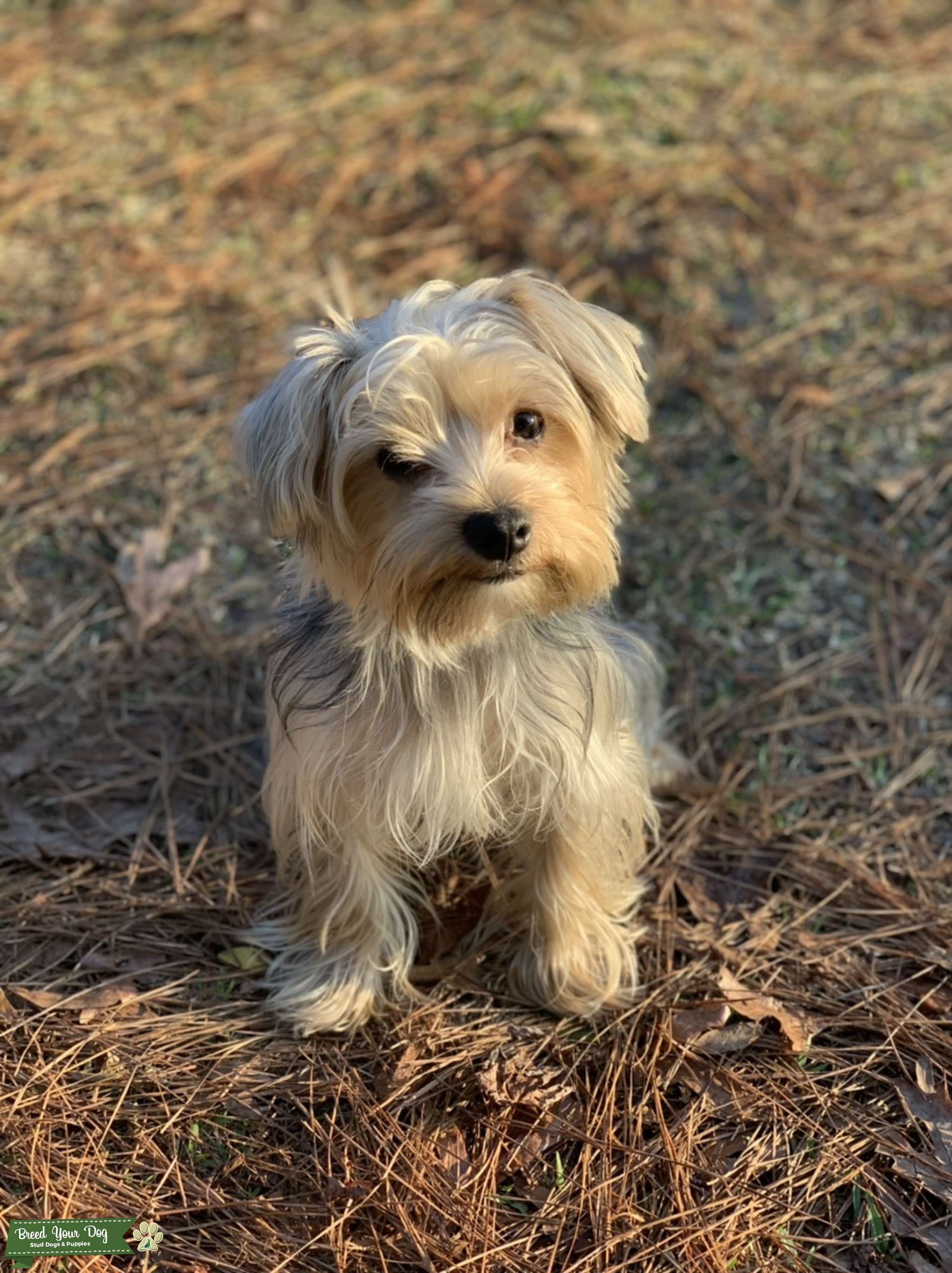 Yorkshire Terrier Stud - Stud Dog in Mississippi , the United States ...