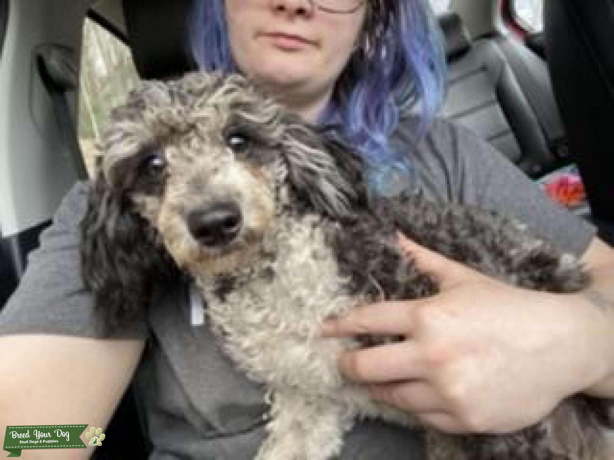 Merle Mini Poodle Stud - Stud Dog in Liverpool, PA , the United States ...