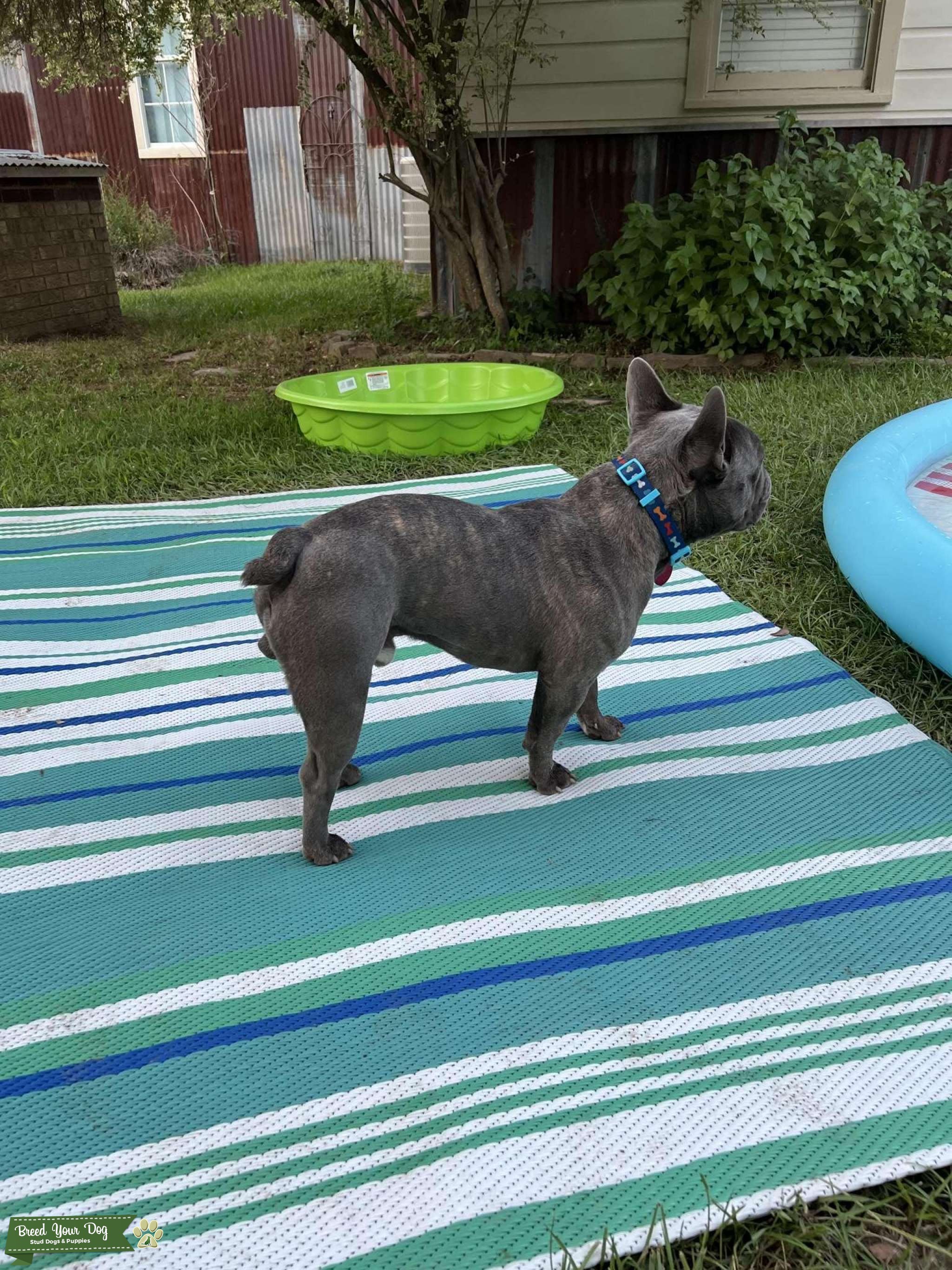 Blue Brindle - Stud Dog in Van Zandt Co. , United States | Breed Your Dog