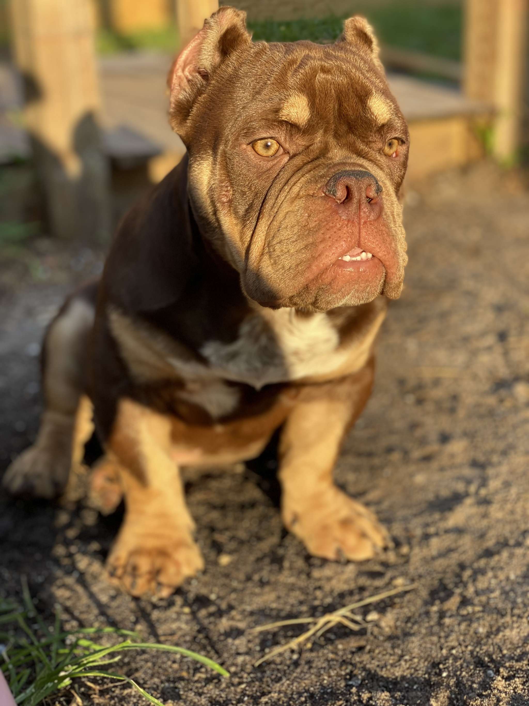 Chocolate Tri American Pocket Bully - Stud Dog in Florida , United ...