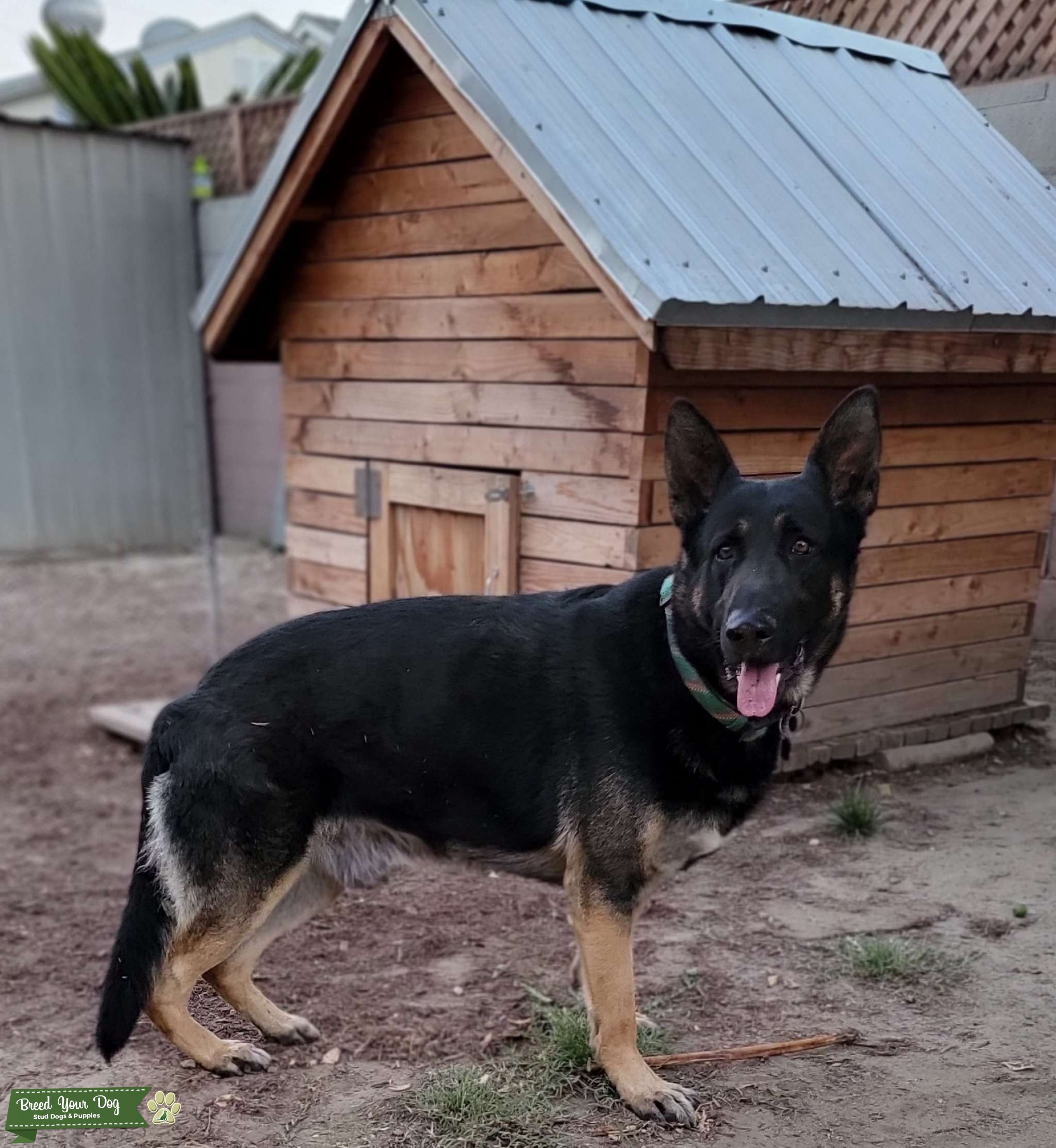 AKC Certified Black/Tan German Shepard - Stud Dog in Los Angeles ...