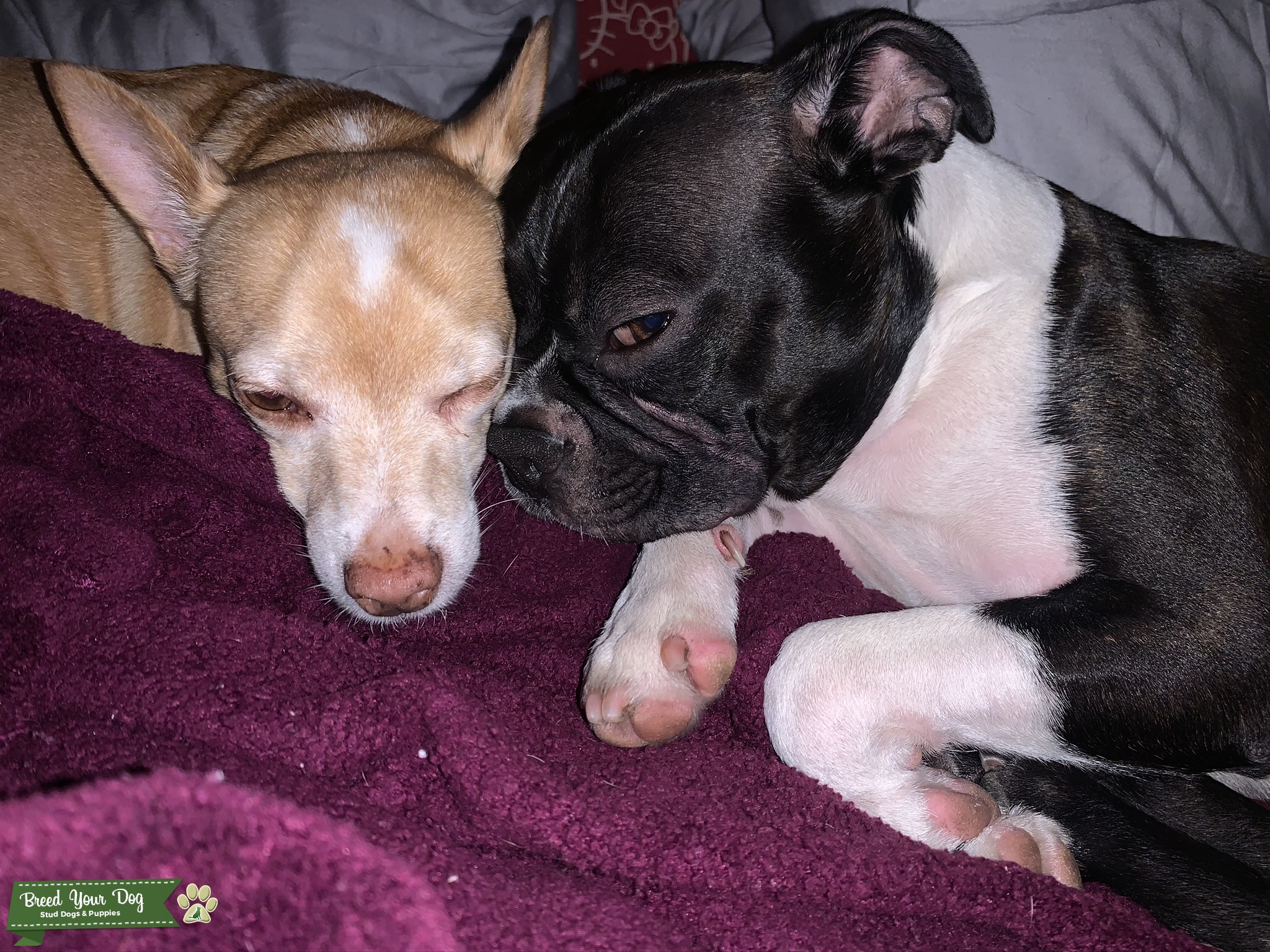 Cute Little Stud - Stud Dog in California , the United States | Breed ...