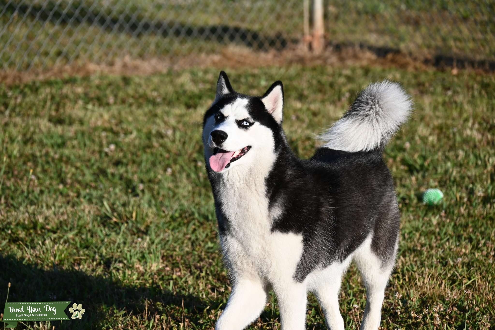 AkC siberian husky - Stud Dog in il, United States | Breed Your Dog
