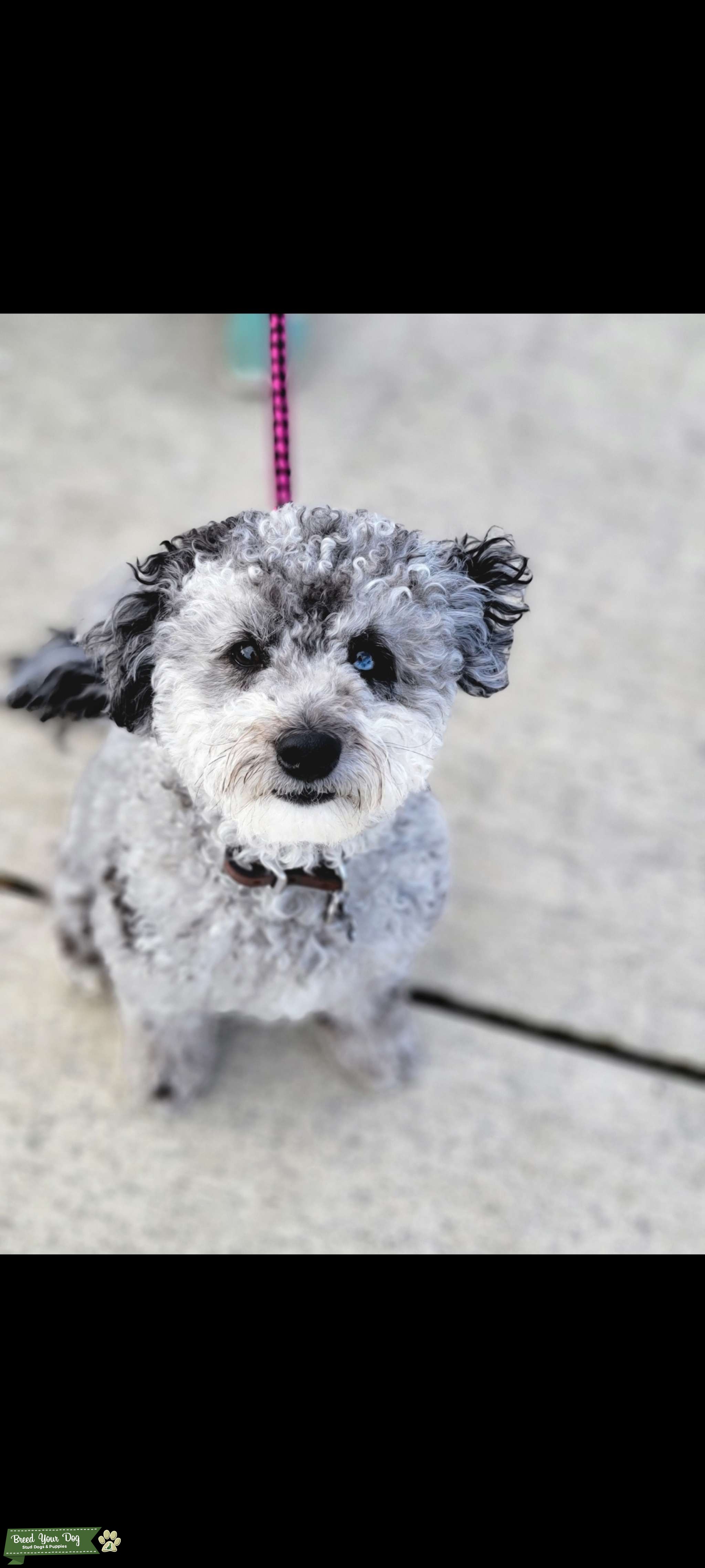 Blue Merle F1b Mini Aussiedoodle - Stud Dog in WA, the United States ...