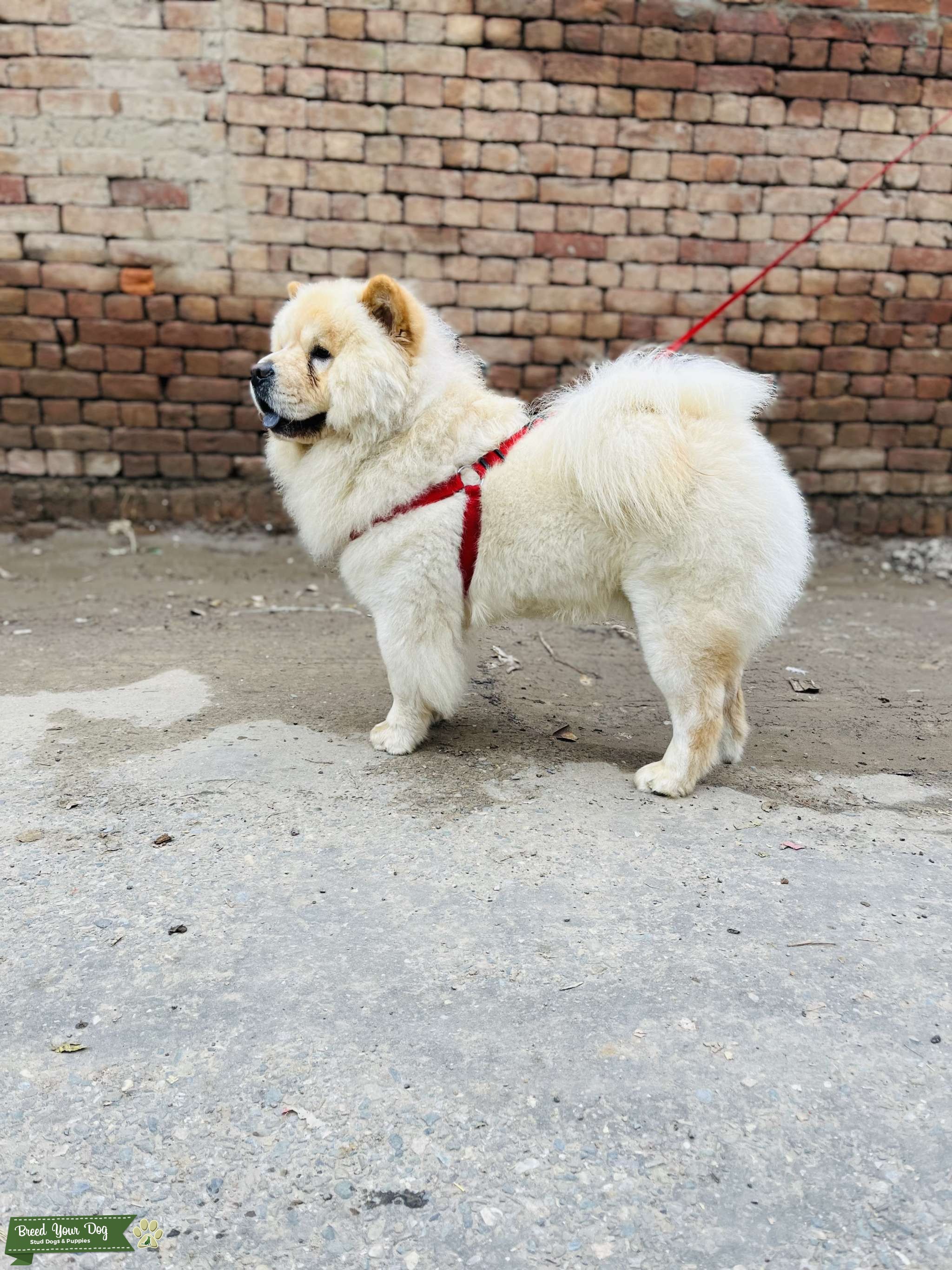 Chow chow stud available - Stud Dog Punjab - Breed Your Dog