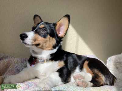 Tri-Color Pembroke Corgi - Stud Dog in Colorado, the United States ...