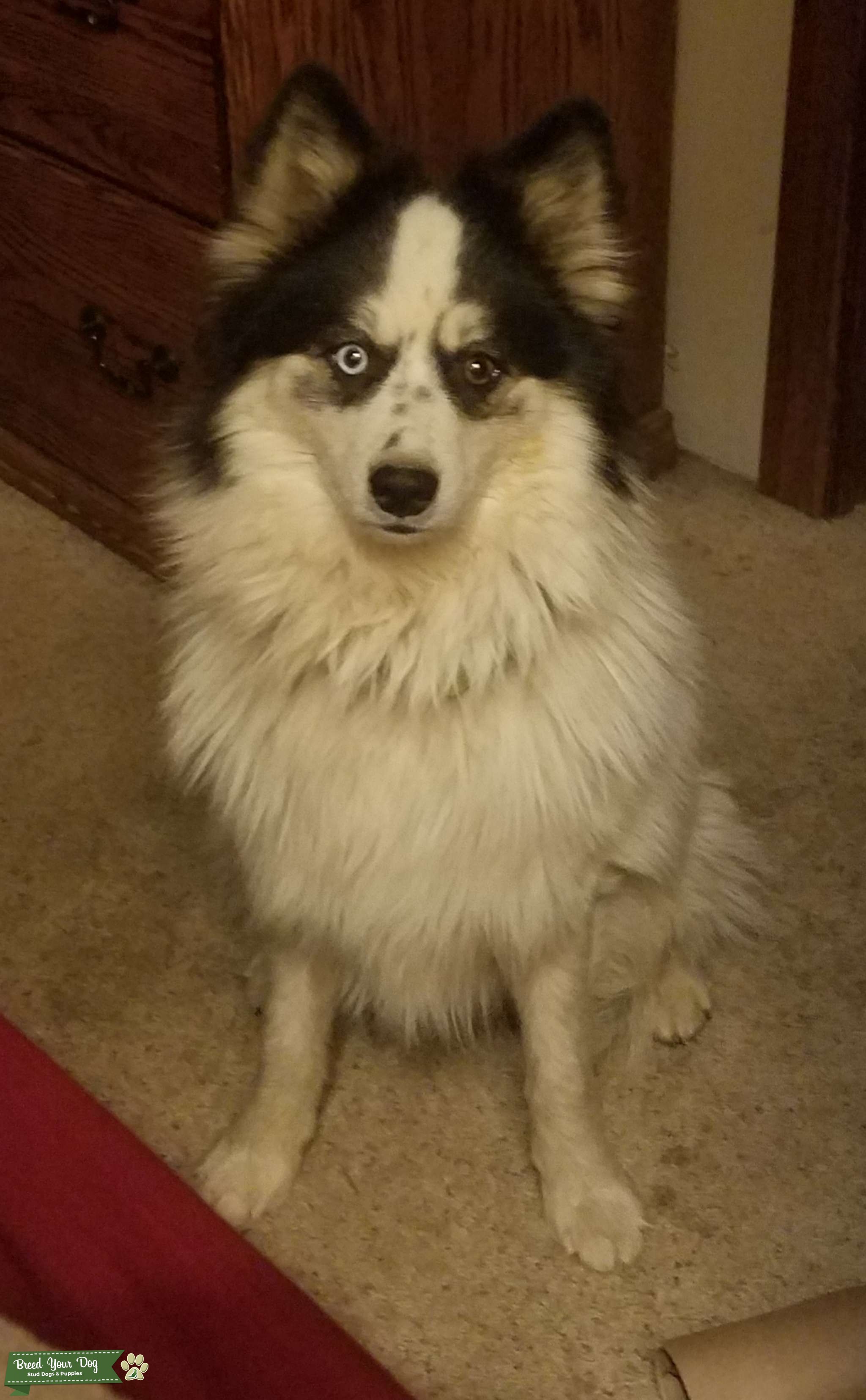 Wooly Pomsky - Stud Dog in Arizona, Australia | Breed Your Dog