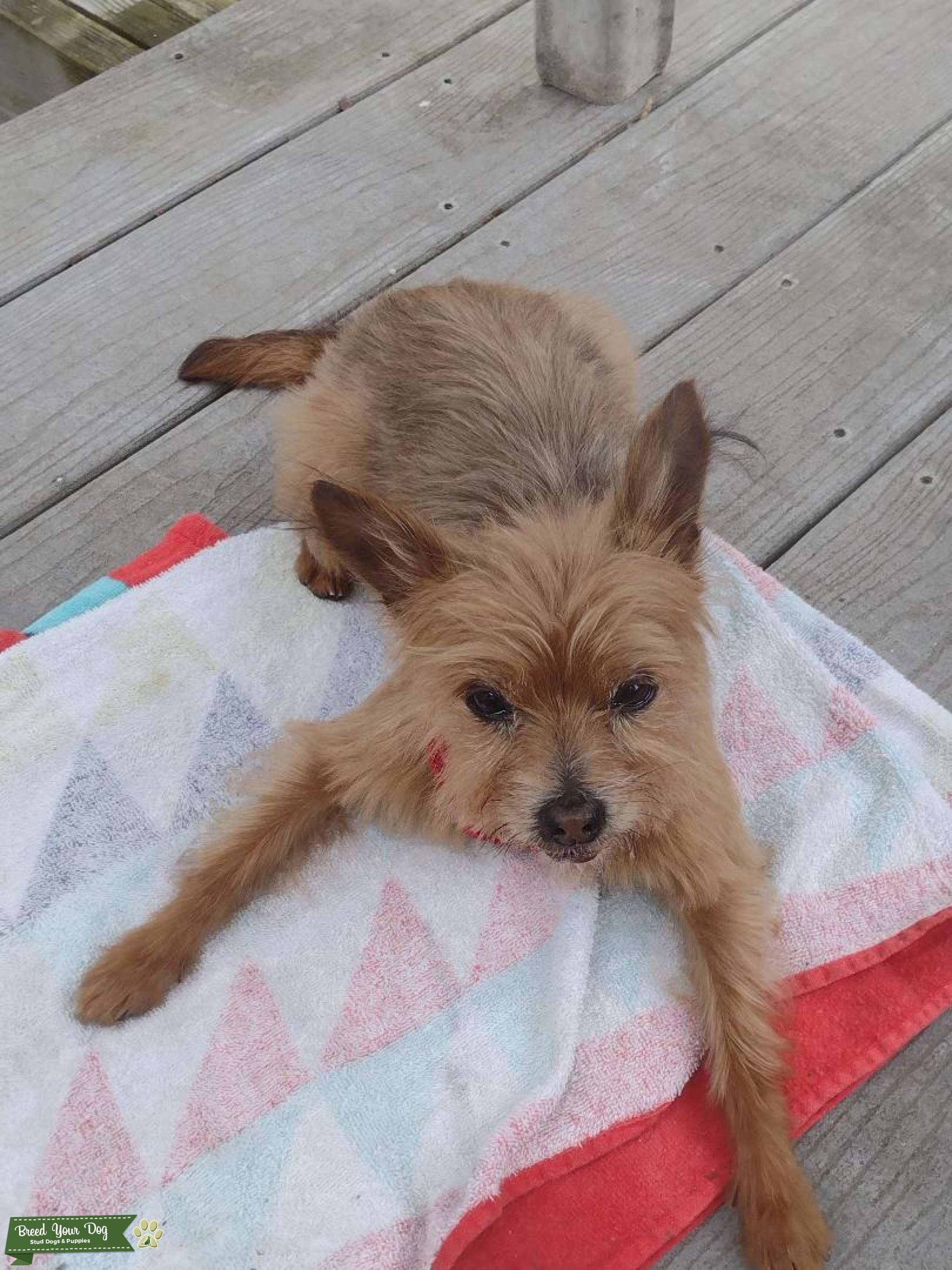 Male Chorkie - Stud Dog in NJ, the United States | Breed Your Dog