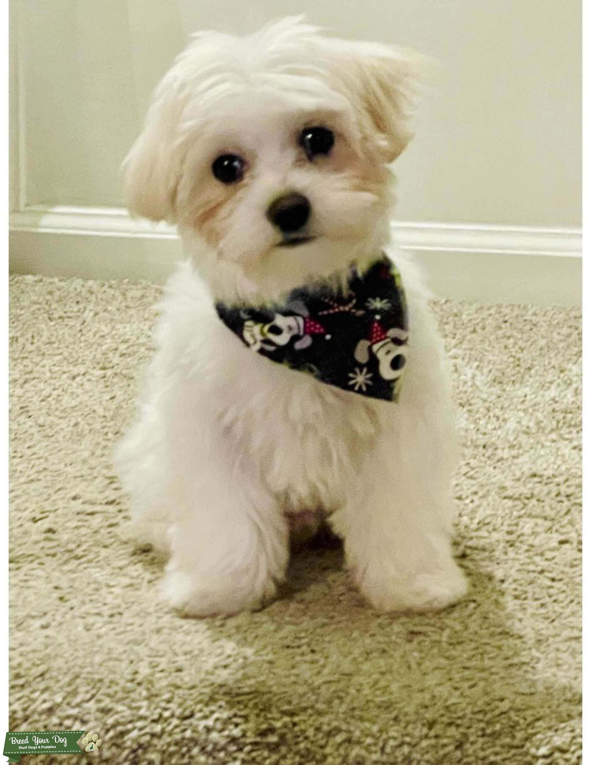 Pedigreed Maltese Male - Stud Dog in Putnam, NY, the United States ...