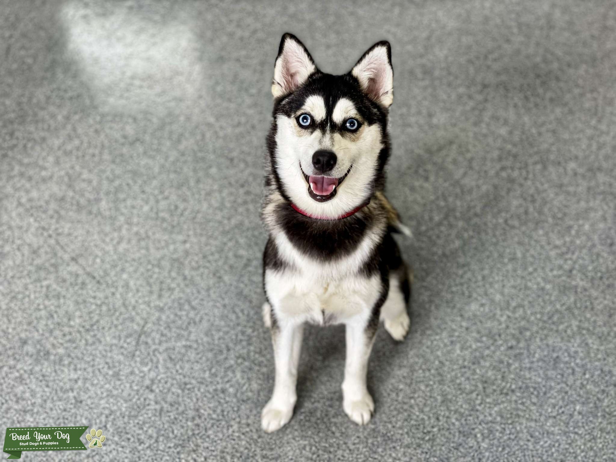 Pomsky - Stud Dog in Virginia , the United States | Breed Your Dog