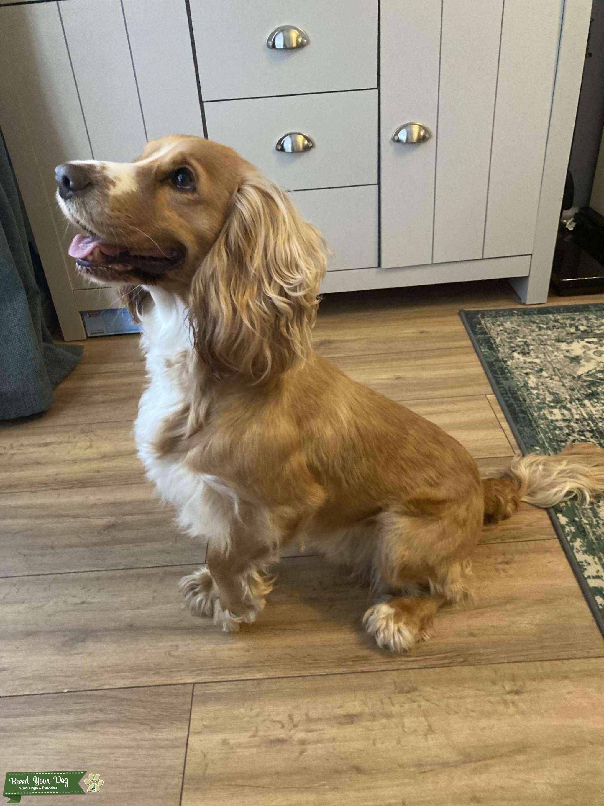 Cocker spaniel - Stud Dog in Pontypridd, the United States | Breed Your Dog