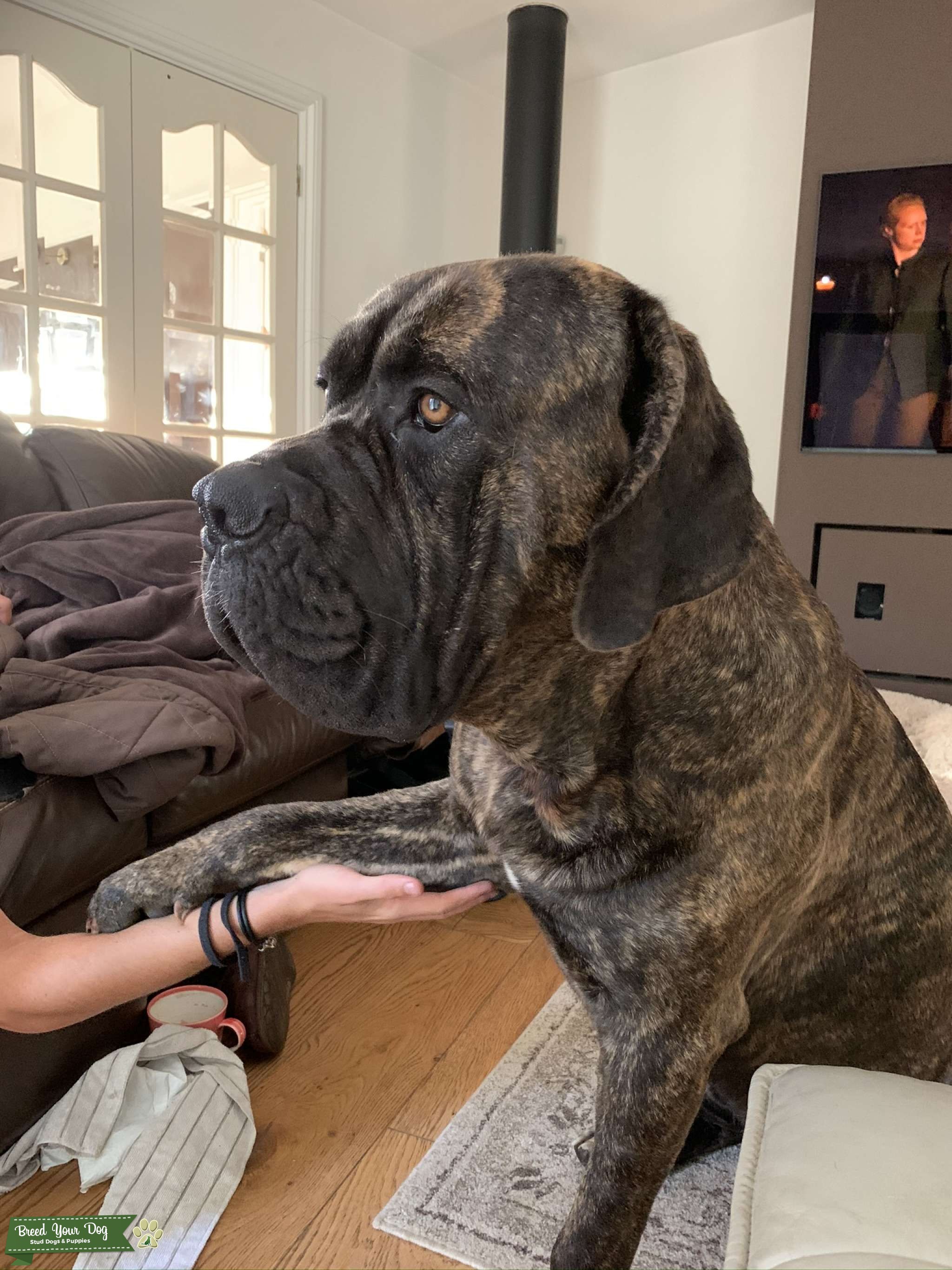 Ultimate Mastiff Dog for Stud - Stud Dog in Nazeing Essex Hertfordshire ...