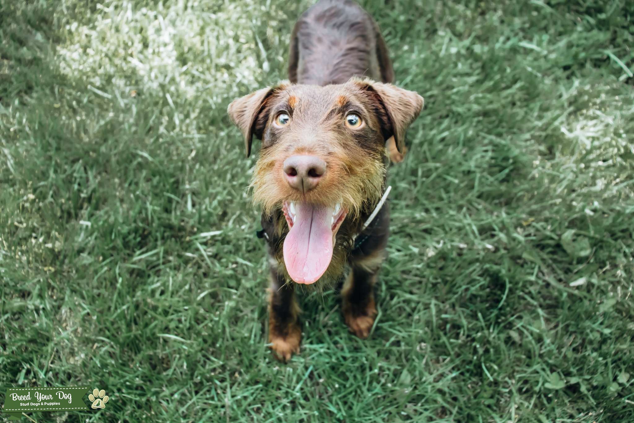 Jagdterrier - Stud Dog in Indiana , the United States | Breed Your Dog