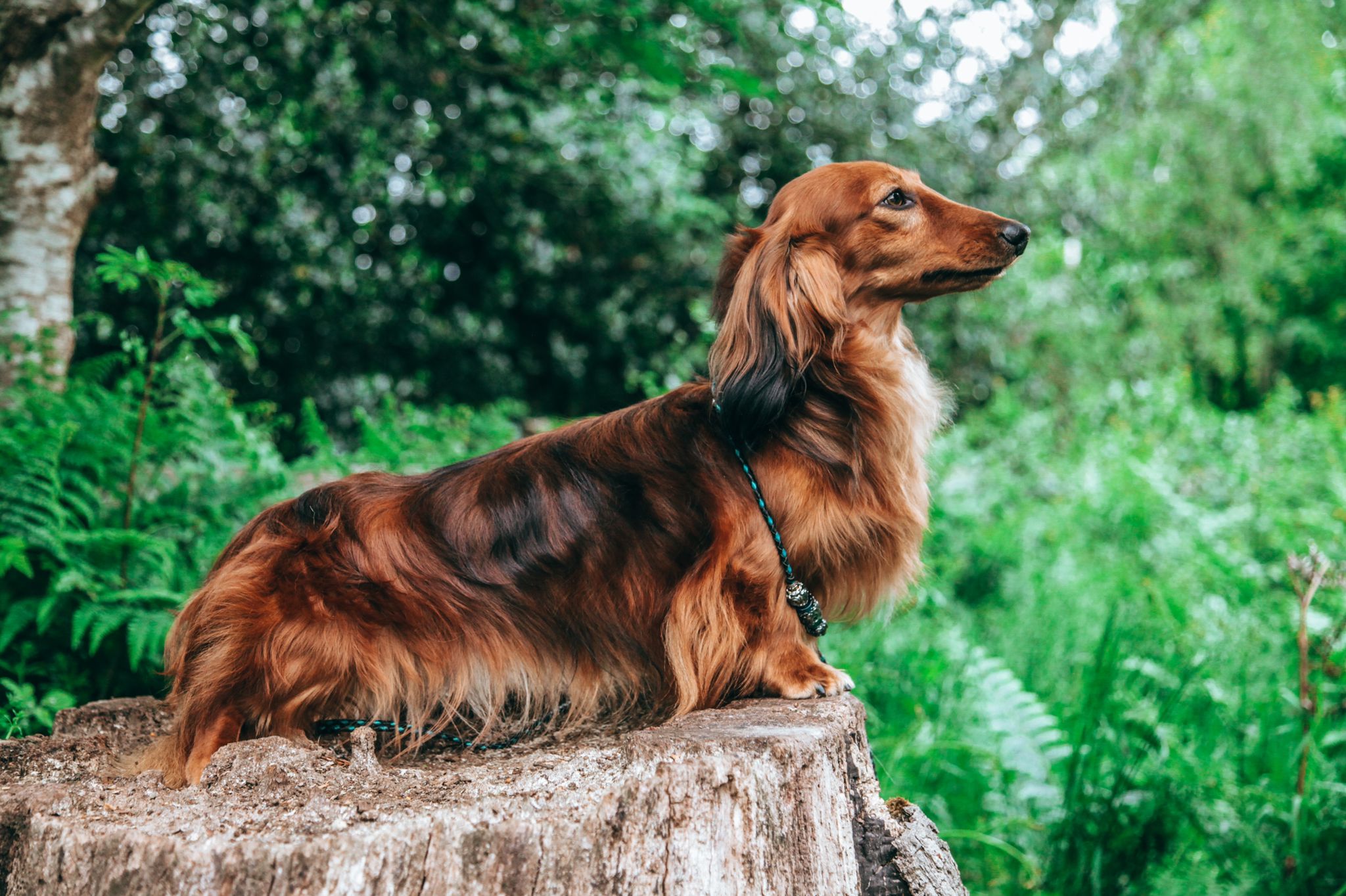 Champion Stud Dog - Stud Dog in Surrey , United Kingdom | Breed Your Dog