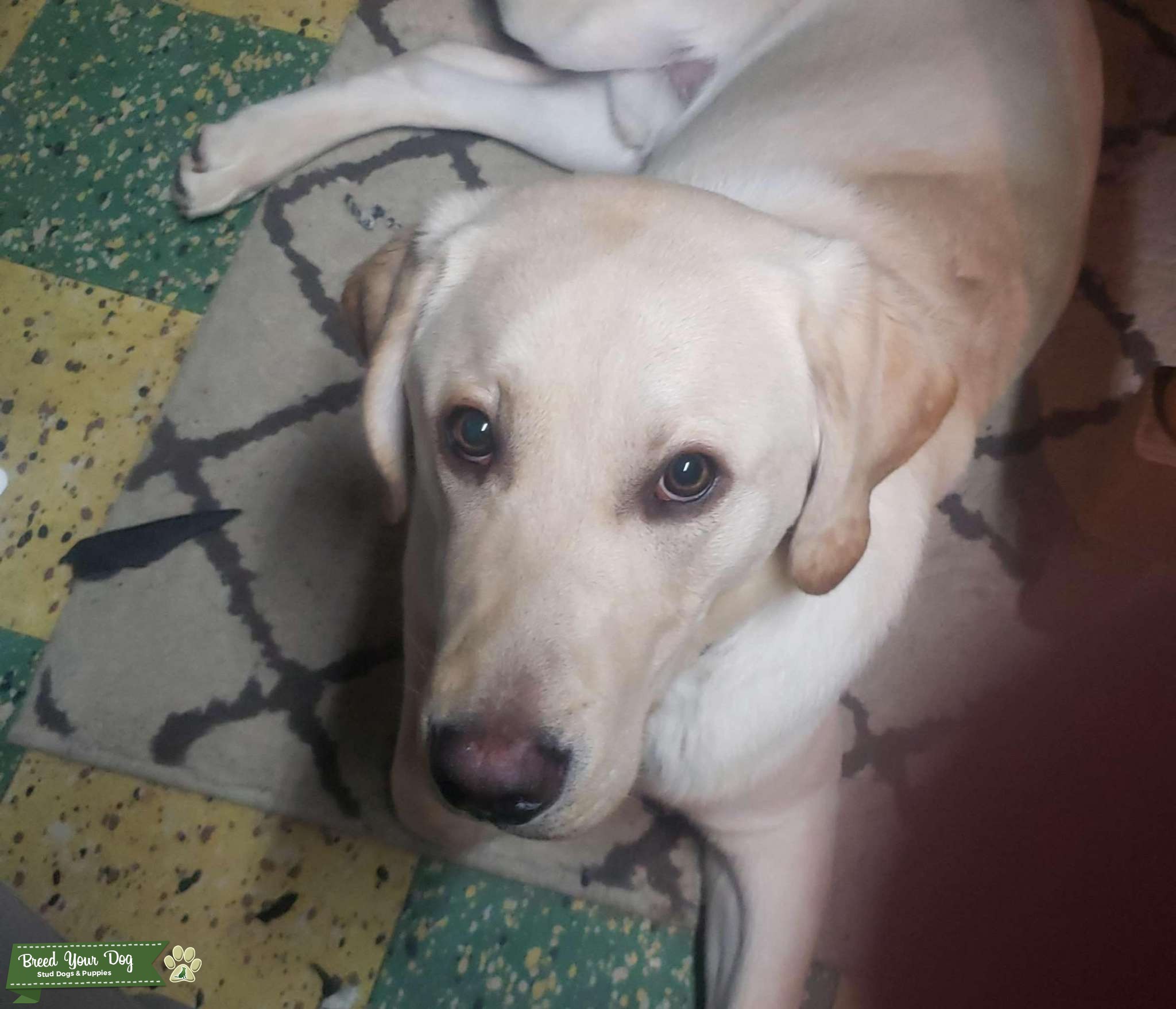 Yellow Lab Male - Stud Dog in Minnesota, the United States | Breed Your Dog