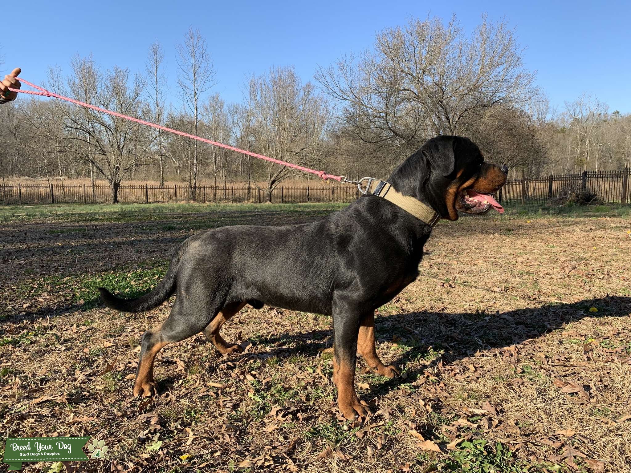 Perfect Huge Serbian Rottweiler - Stud Dog NC - Breed Your Dog