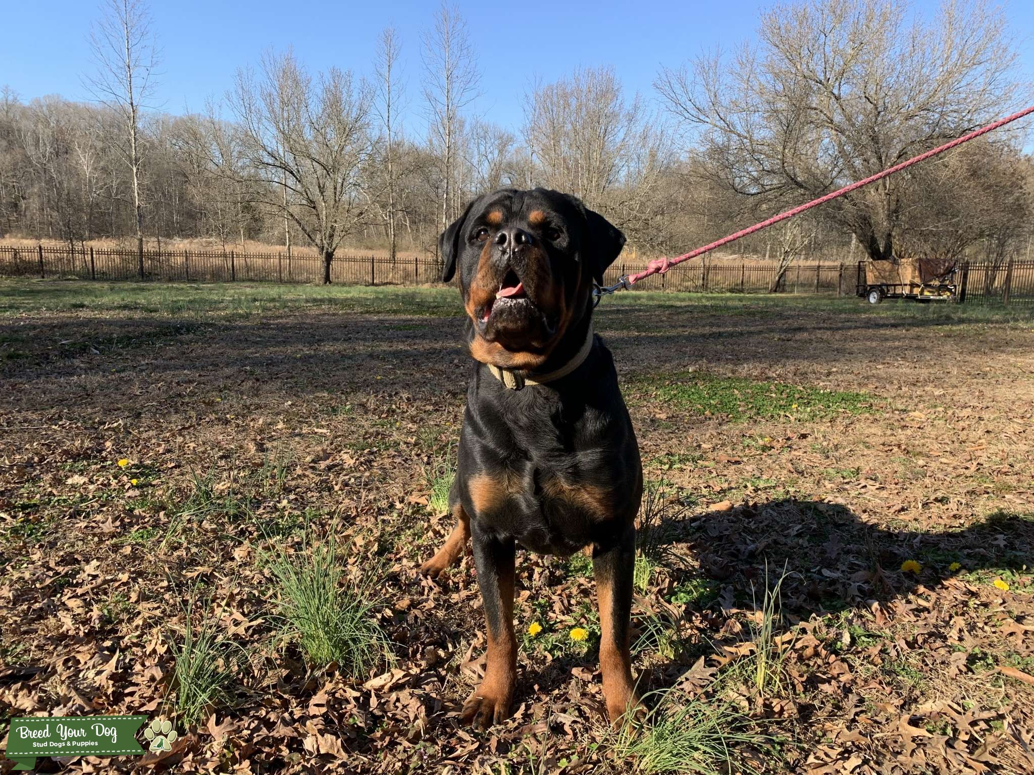 Perfect Huge Serbian Rottweiler - Stud Dog NC - Breed Your Dog
