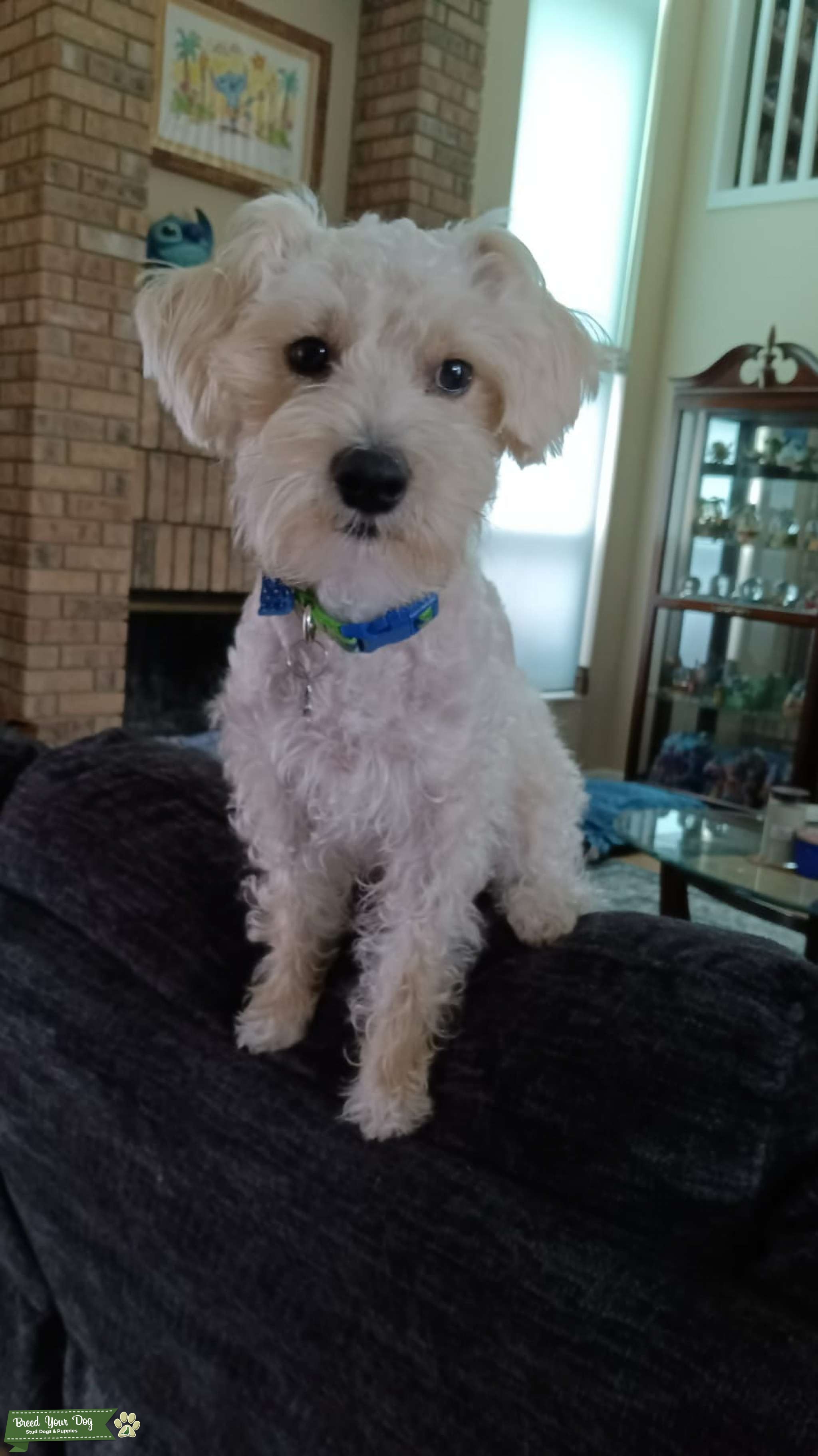 MINI schnoodle - Stud Dog in Tampa, FL, United States | Breed Your Dog