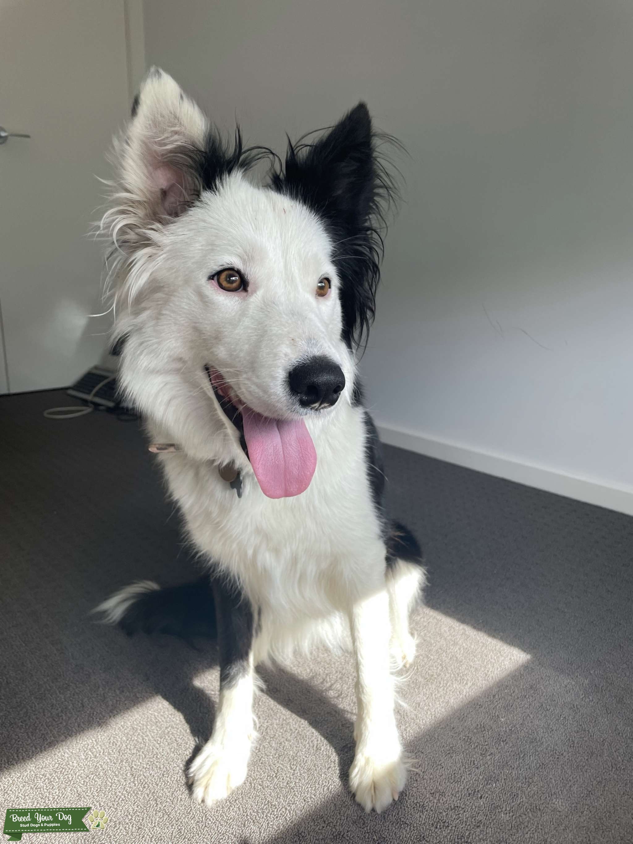 Sadie the Border Collie - Stud Dog Victoria - Breed Your Dog