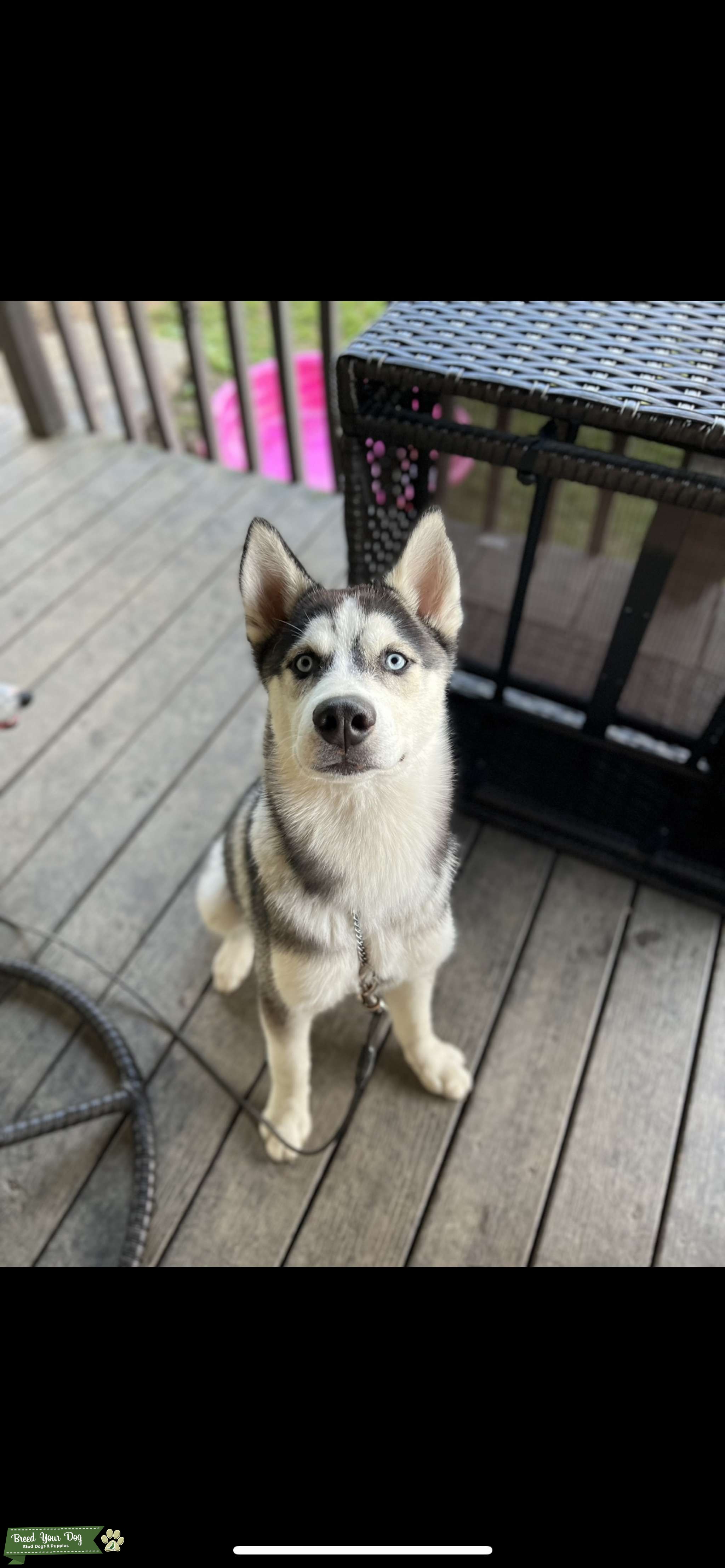 Siberian Husky - Stud Dog in New York, United States | Breed Your Dog