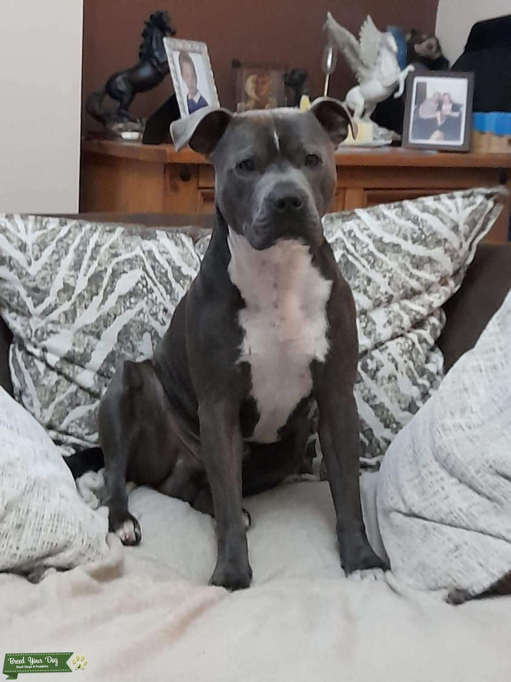 Blue long legged staff for stud - Stud Dog in Manchester, the United ...