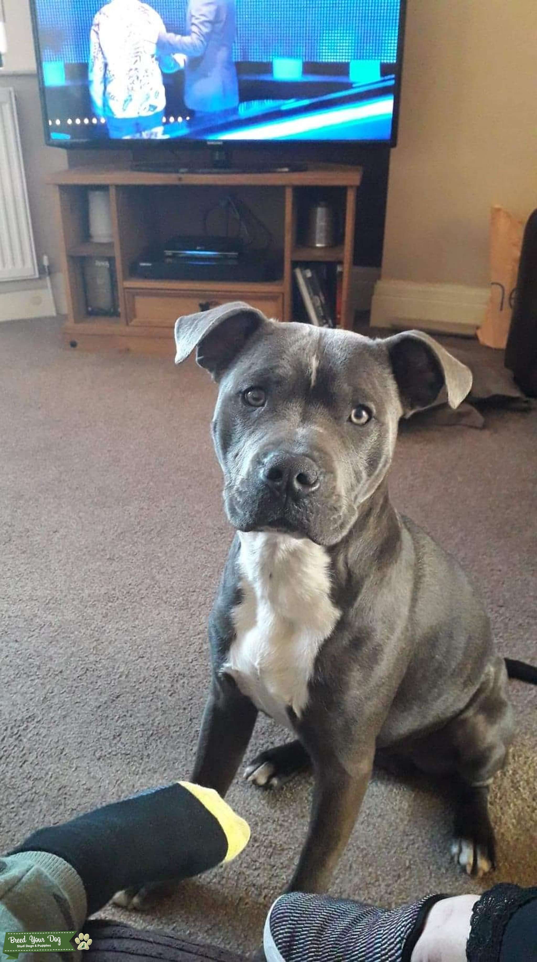 Blue long legged staff for stud - Stud Dog in Manchester, the United ...