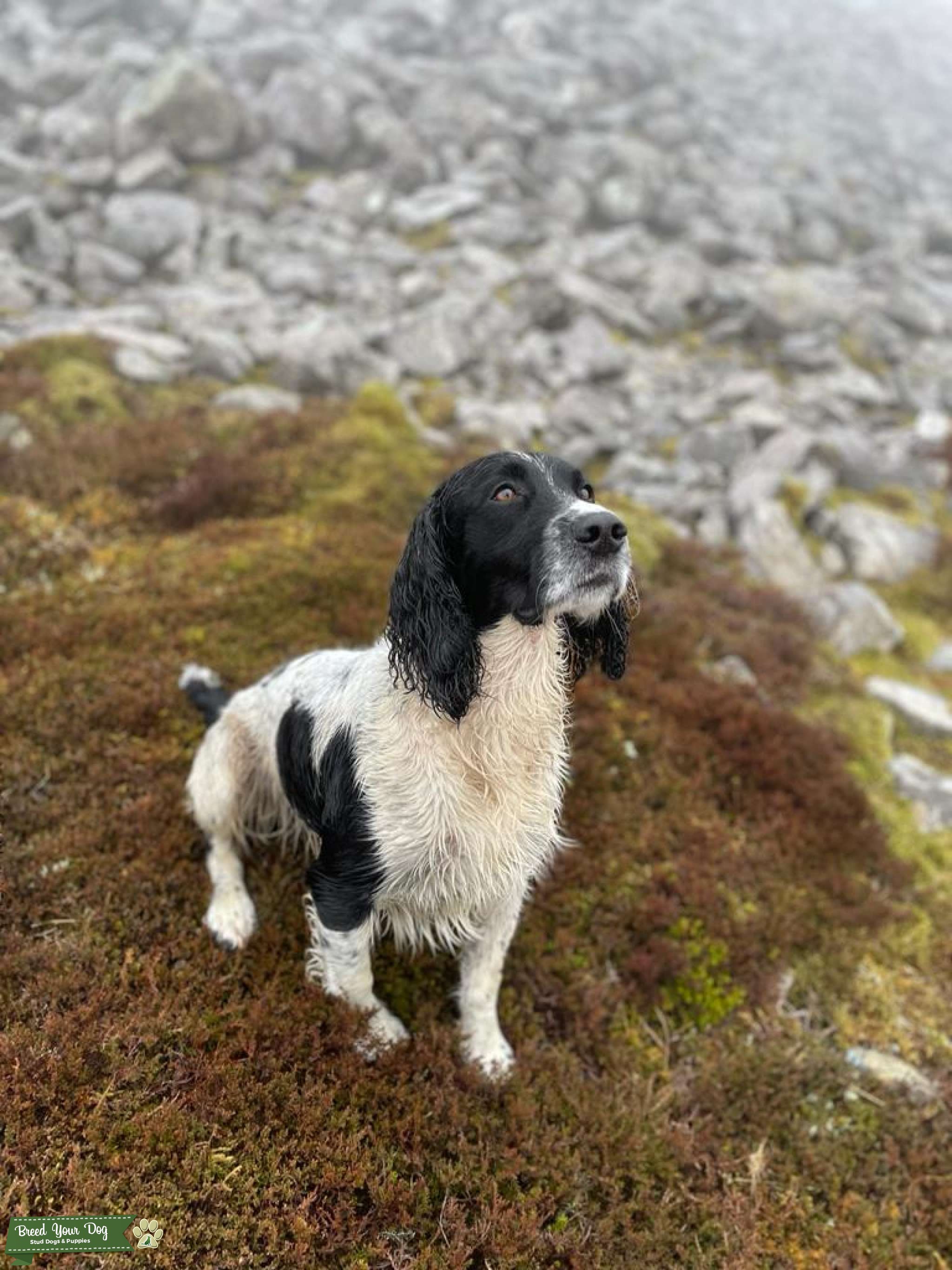 English Sprocker - Stud Dog Cambridgeshire - Breed Your Dog