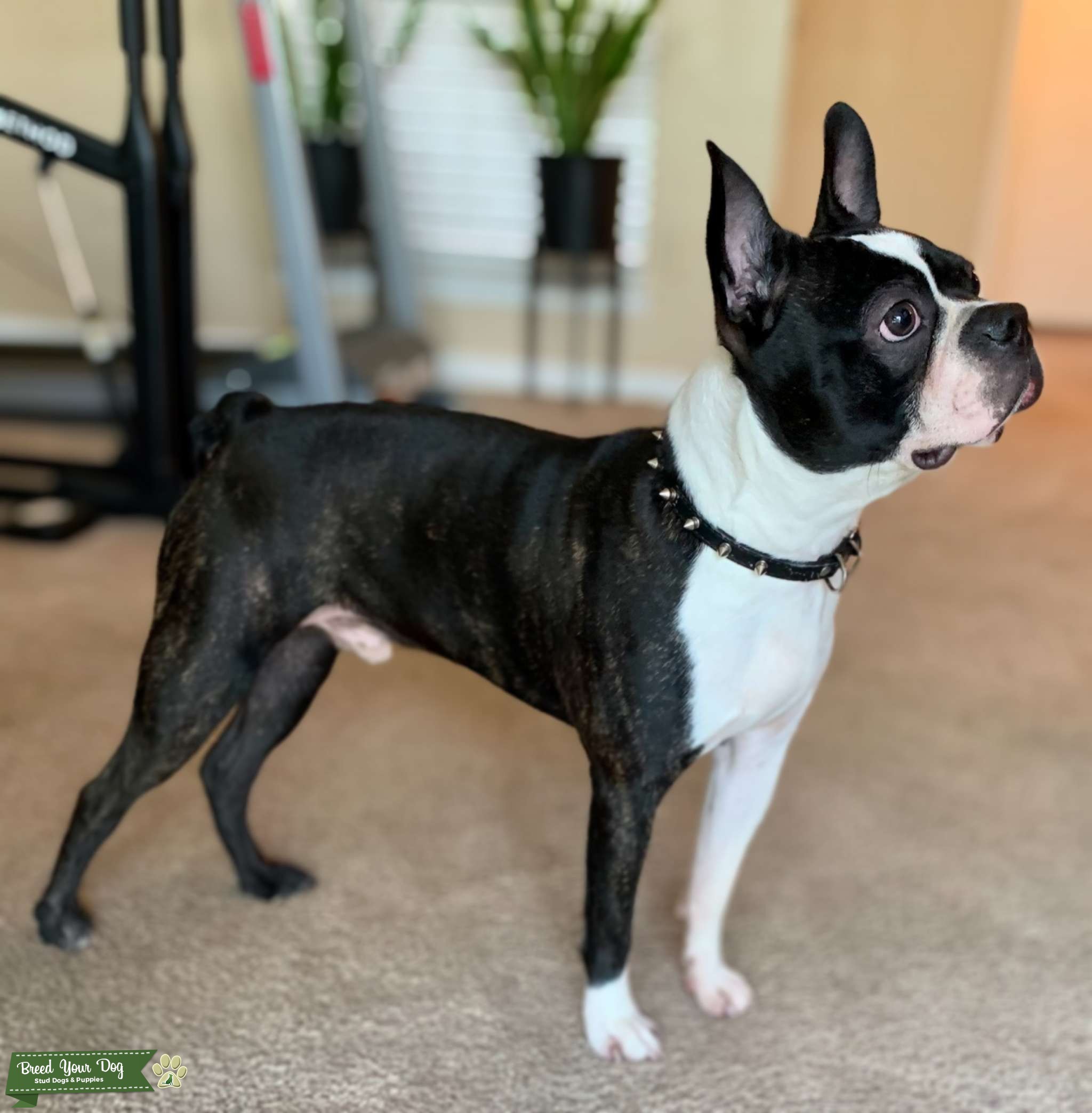Boston terrier stud - Stud Dog in Texas, the United States | Breed Your Dog