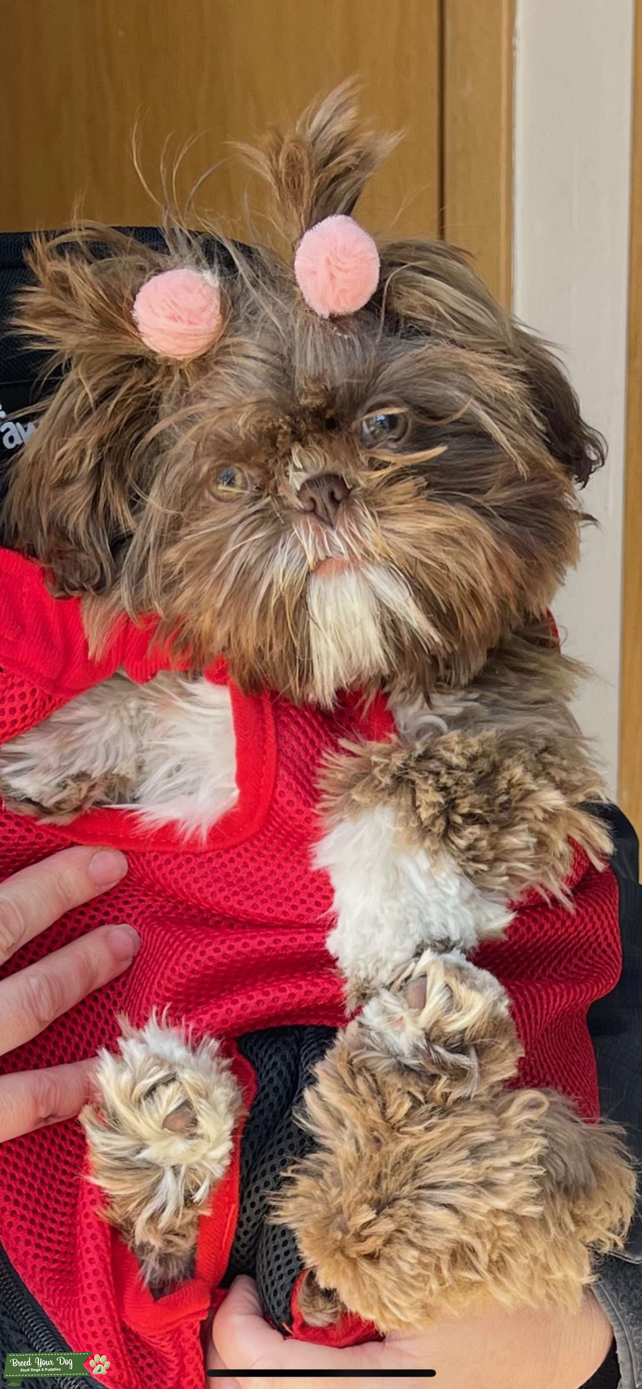 Small liver and white female looking for stud around Dec 2022 - Stud ...