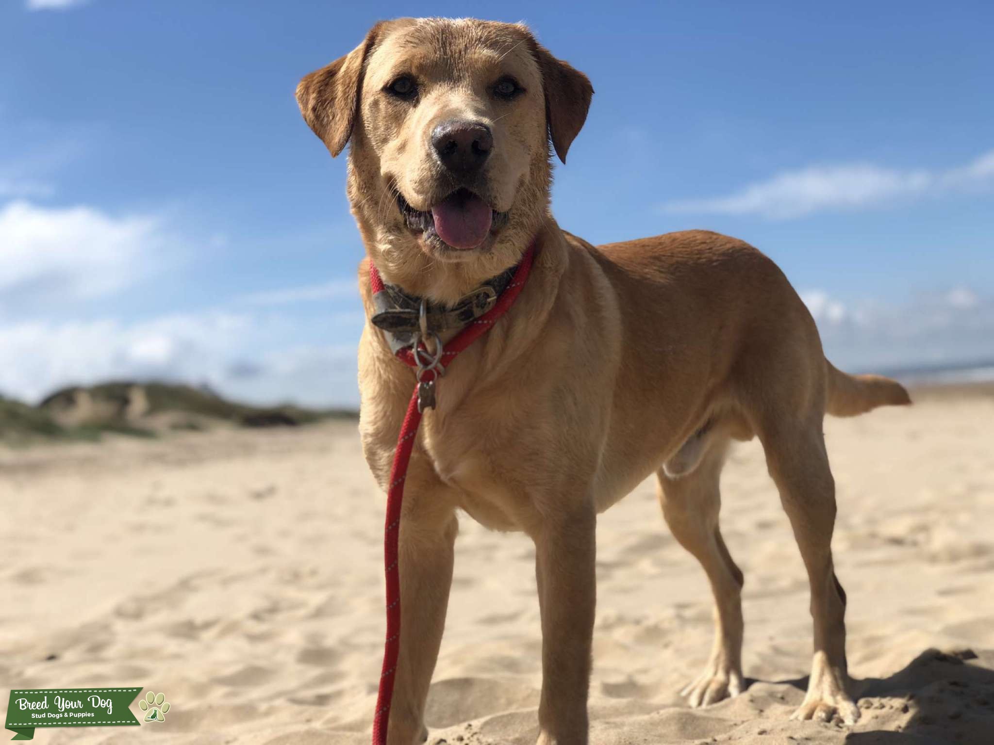 Beautiful Golden purebred Labrador - Stud Dog in Middlesbrough, the ...