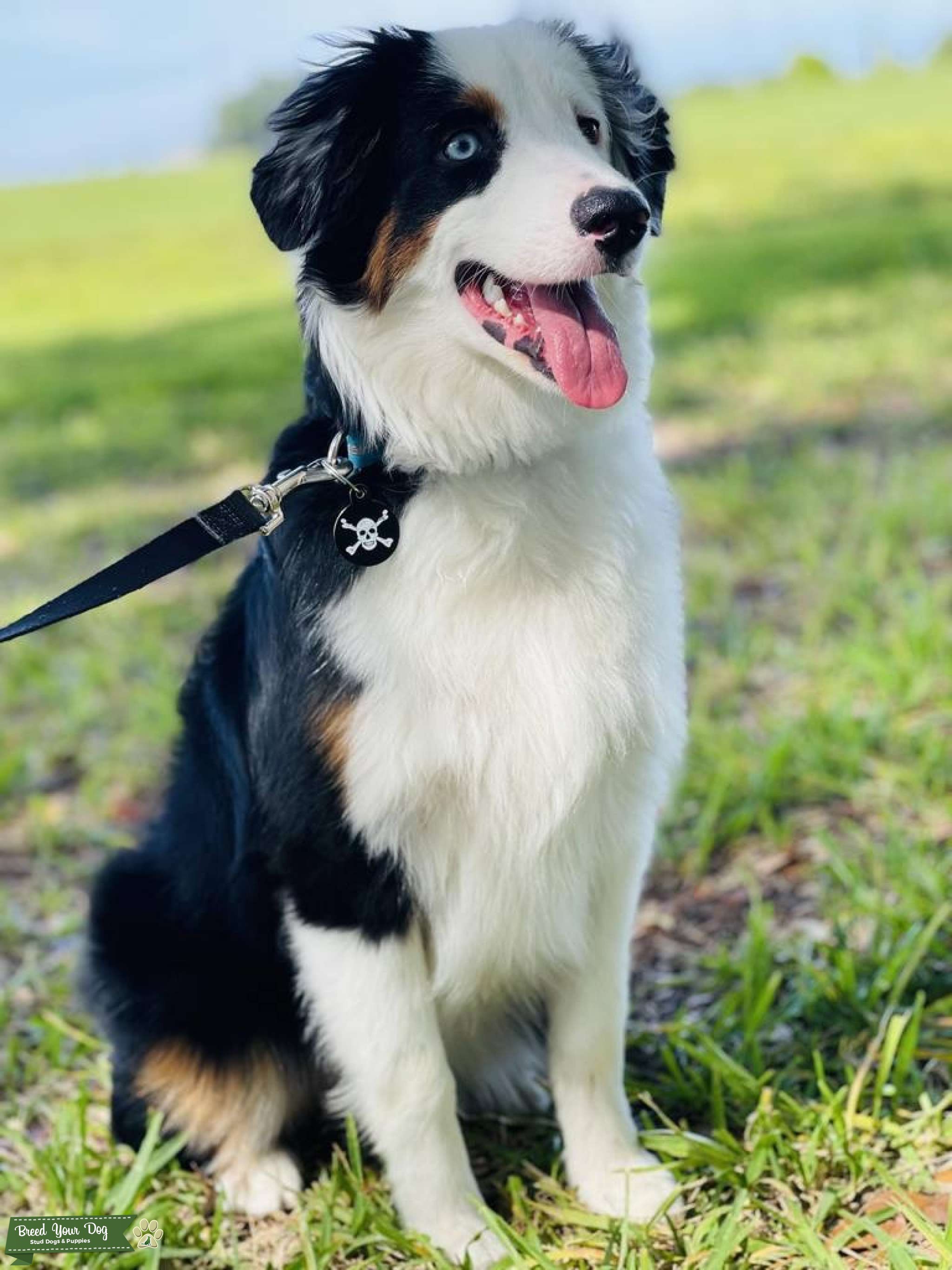 Male black tri mini aussie - Stud Dog in Florida , the United States ...