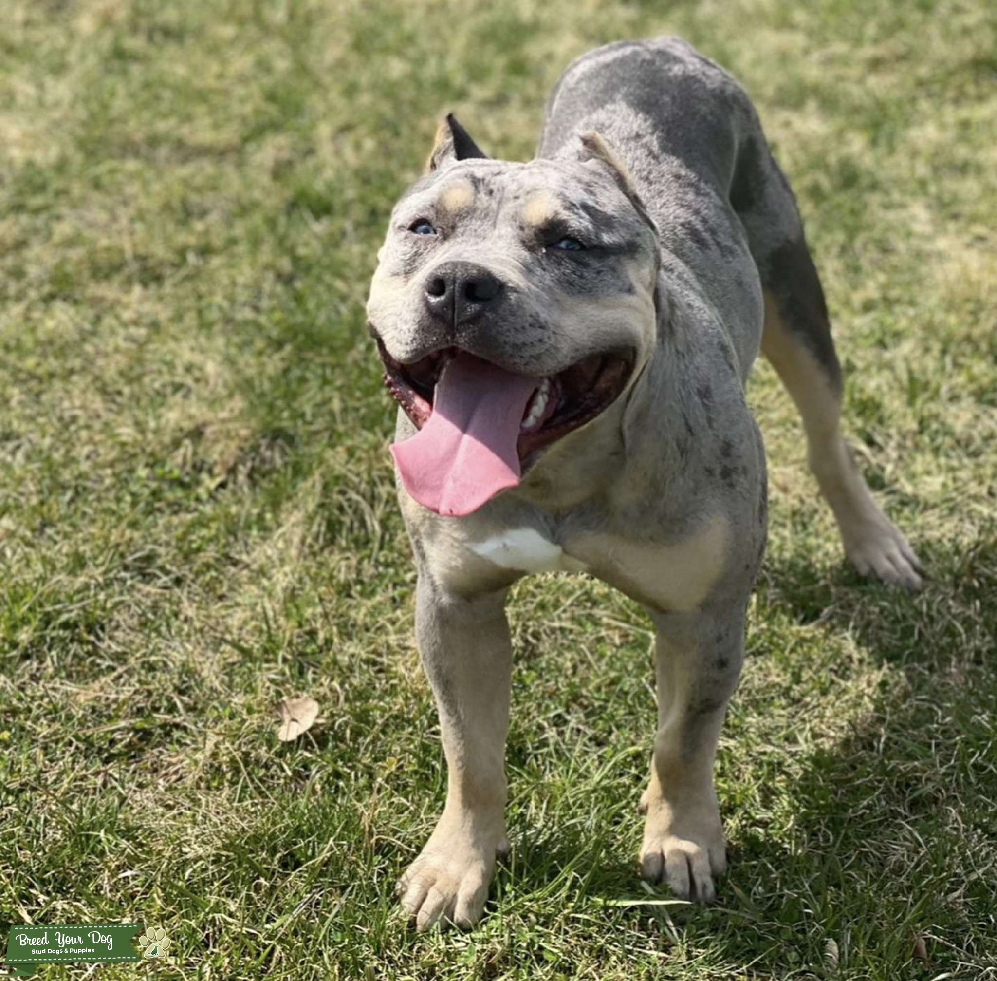TRI-MERLE AMERICAN BULLY STUD - Stud Dog in Etobicoke Ontario , the ...