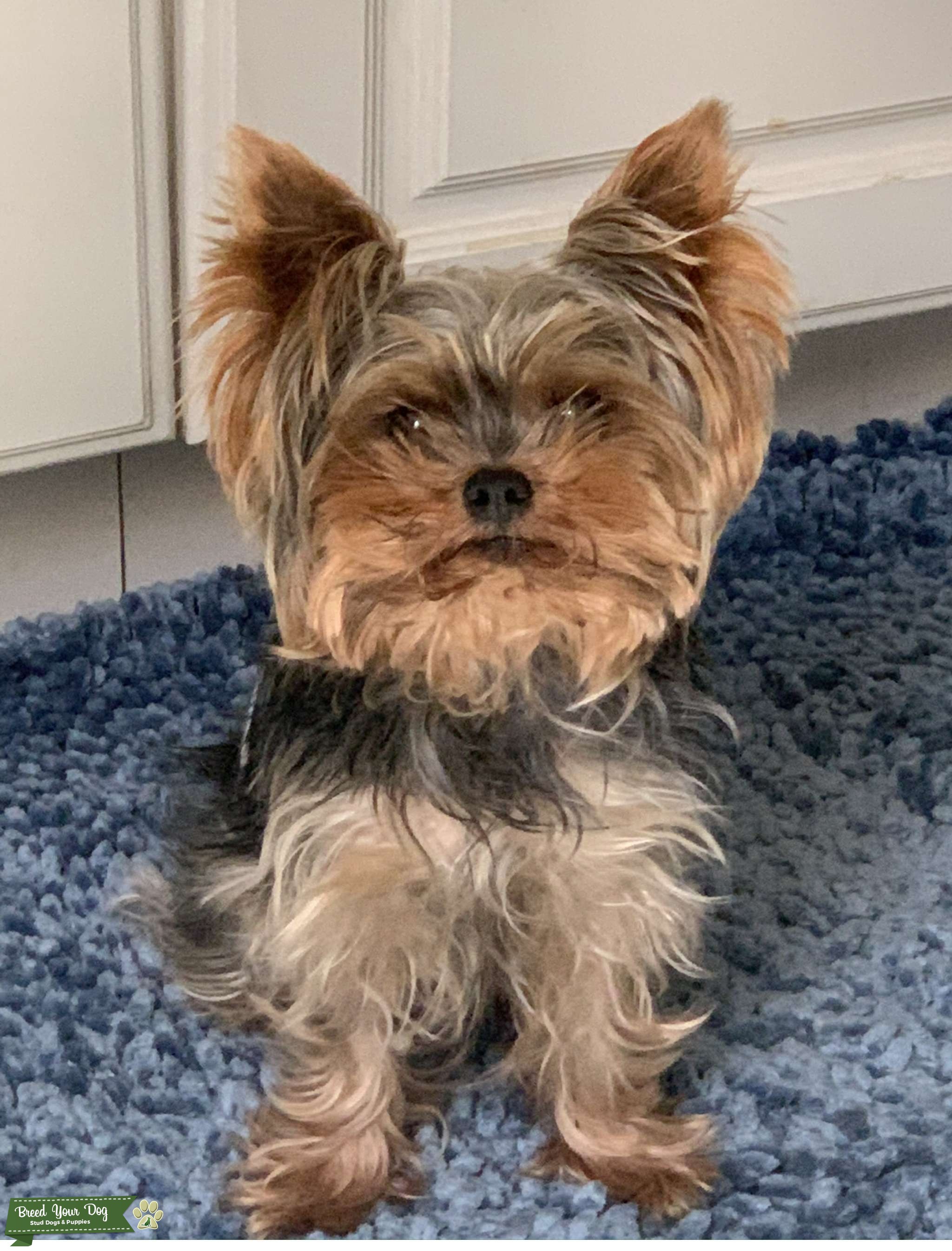 Looking For Female Yorkie To Mate : DC - Stud Dog in Washington DC, the ...