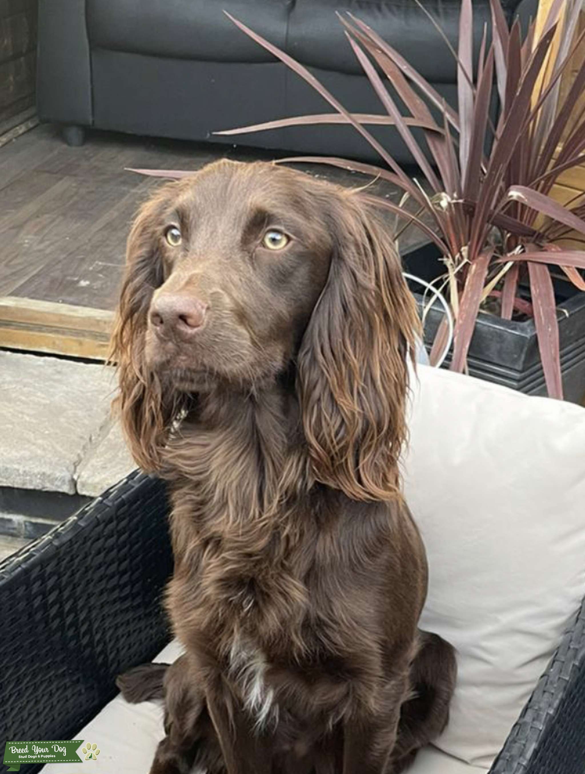 Sprocker spaniel stud - Stud Dog in Gwent , Mexico | Breed Your Dog