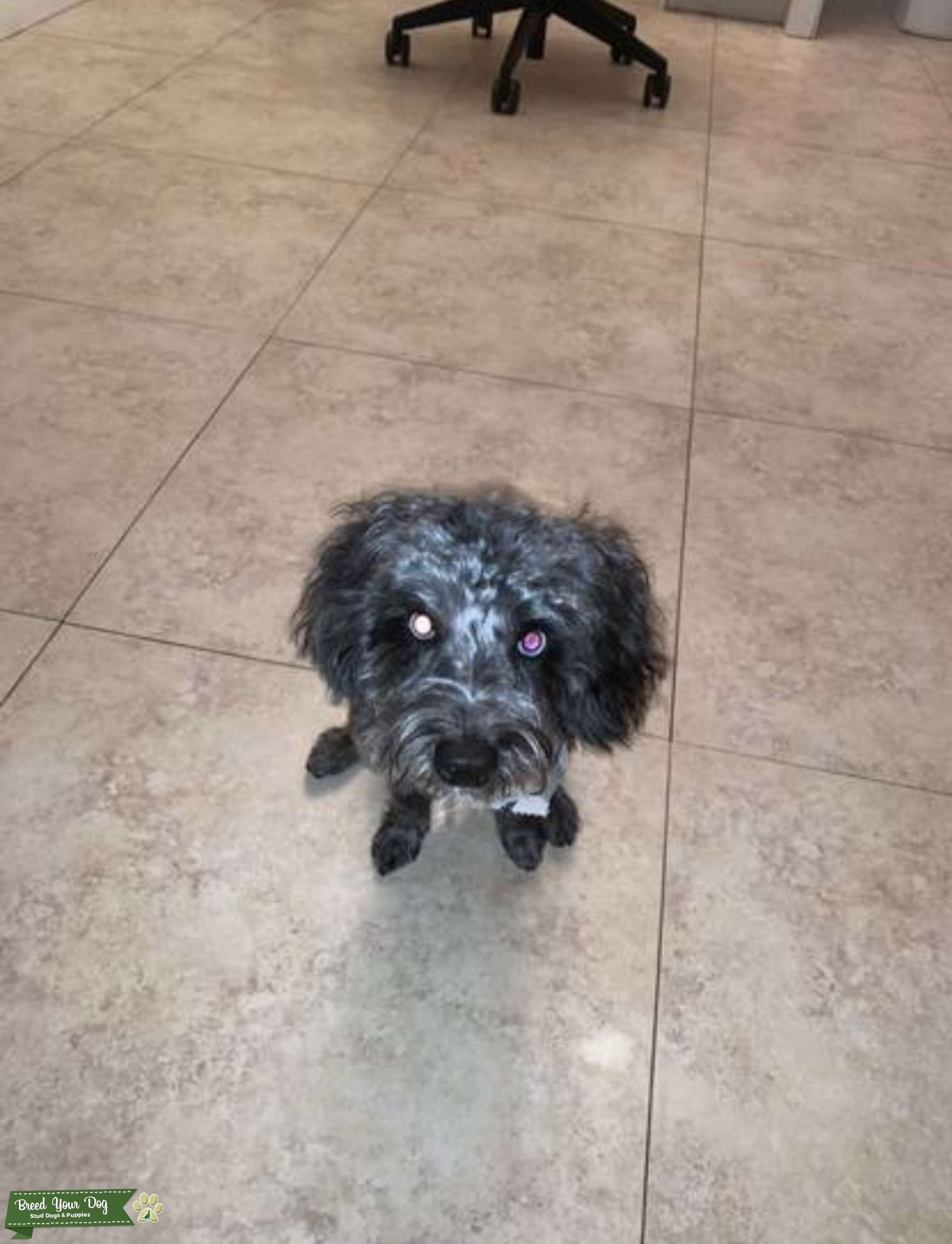 Blue Merle Shih-poo stud - Stud Dog in Flordia, the United States ...