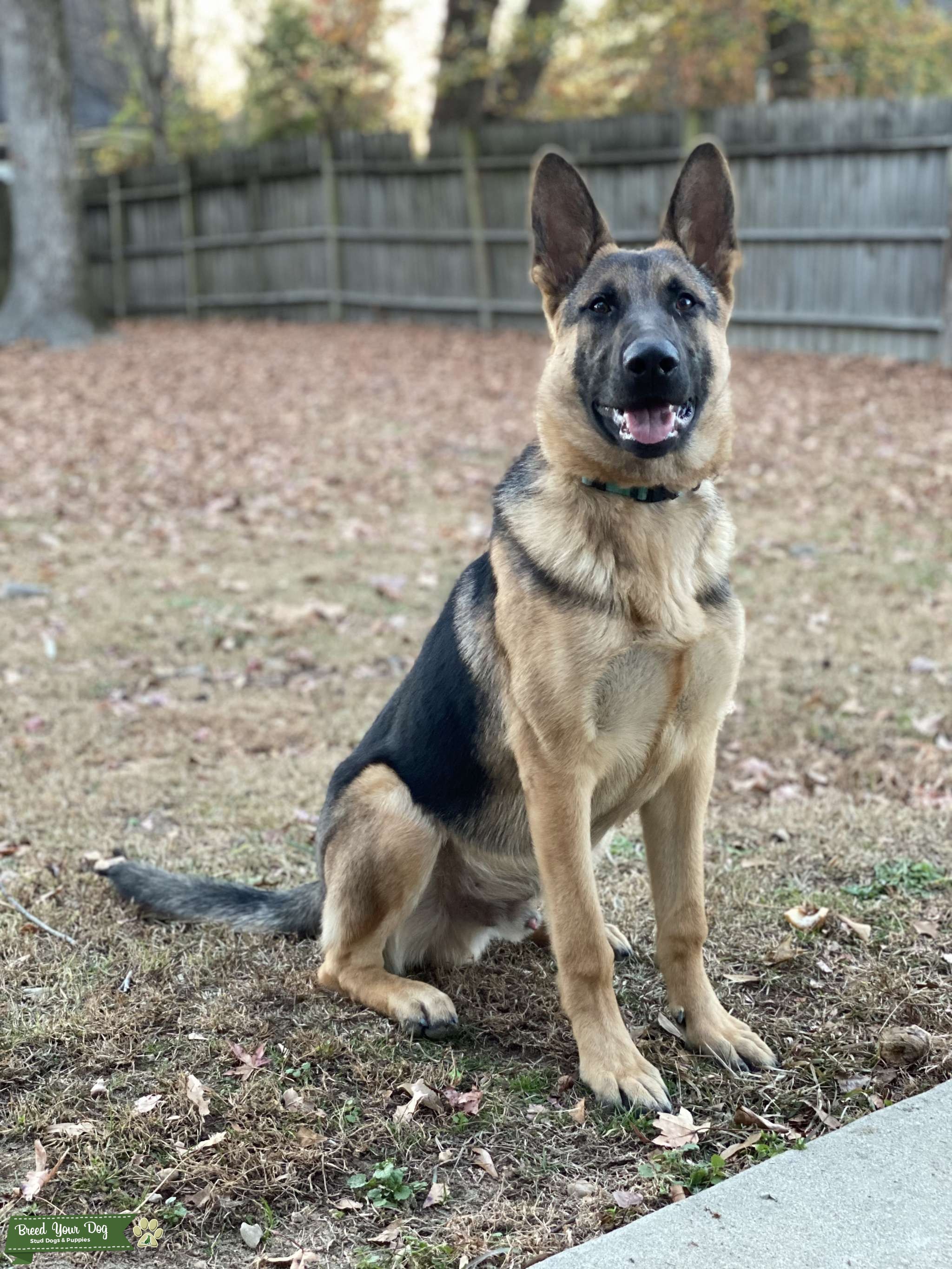 Brown and Black GSD Stud - Stud Dog in North Carolina, the United ...